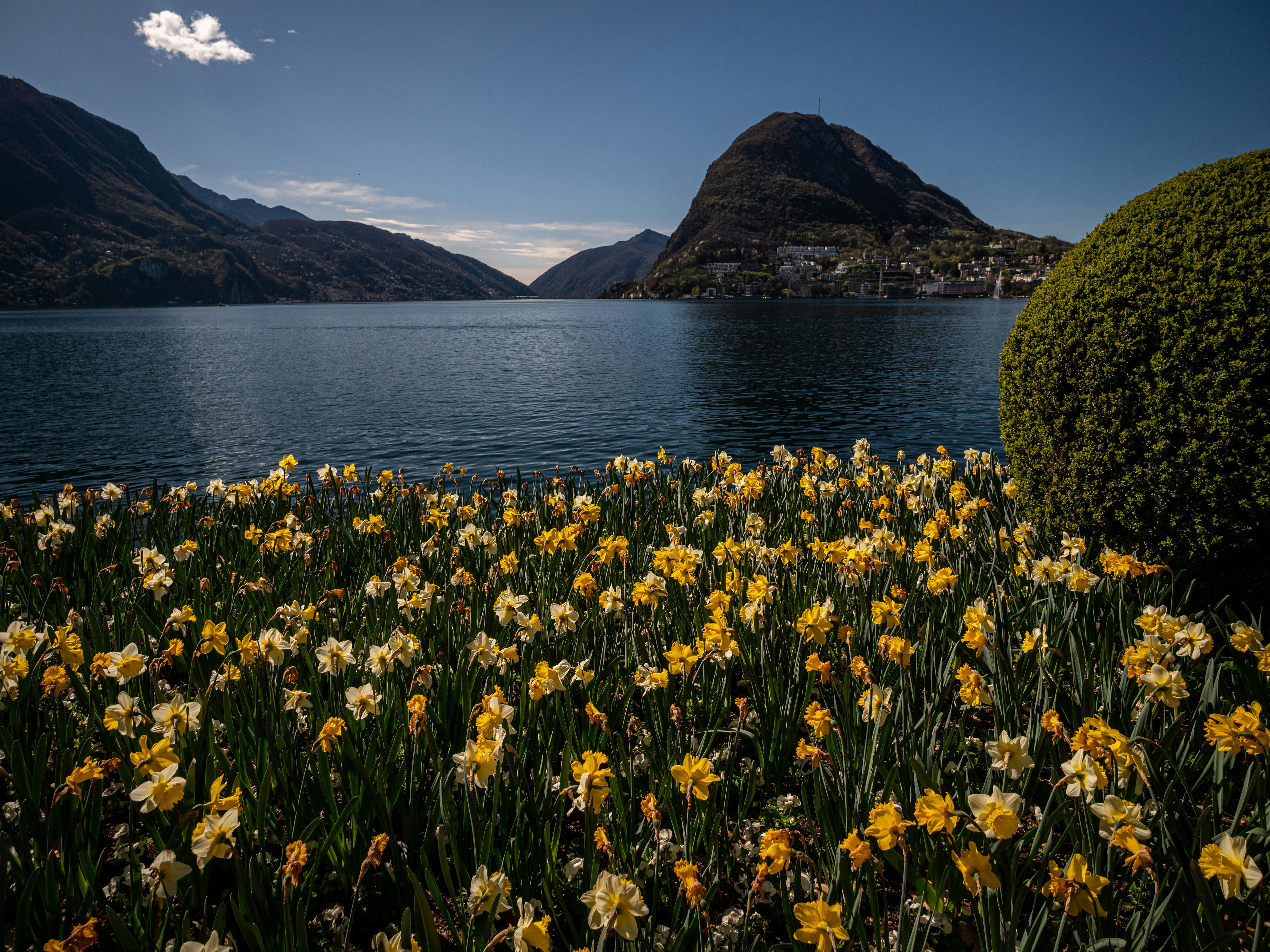 Flowers on a Lakeshore · Free Stock Photo