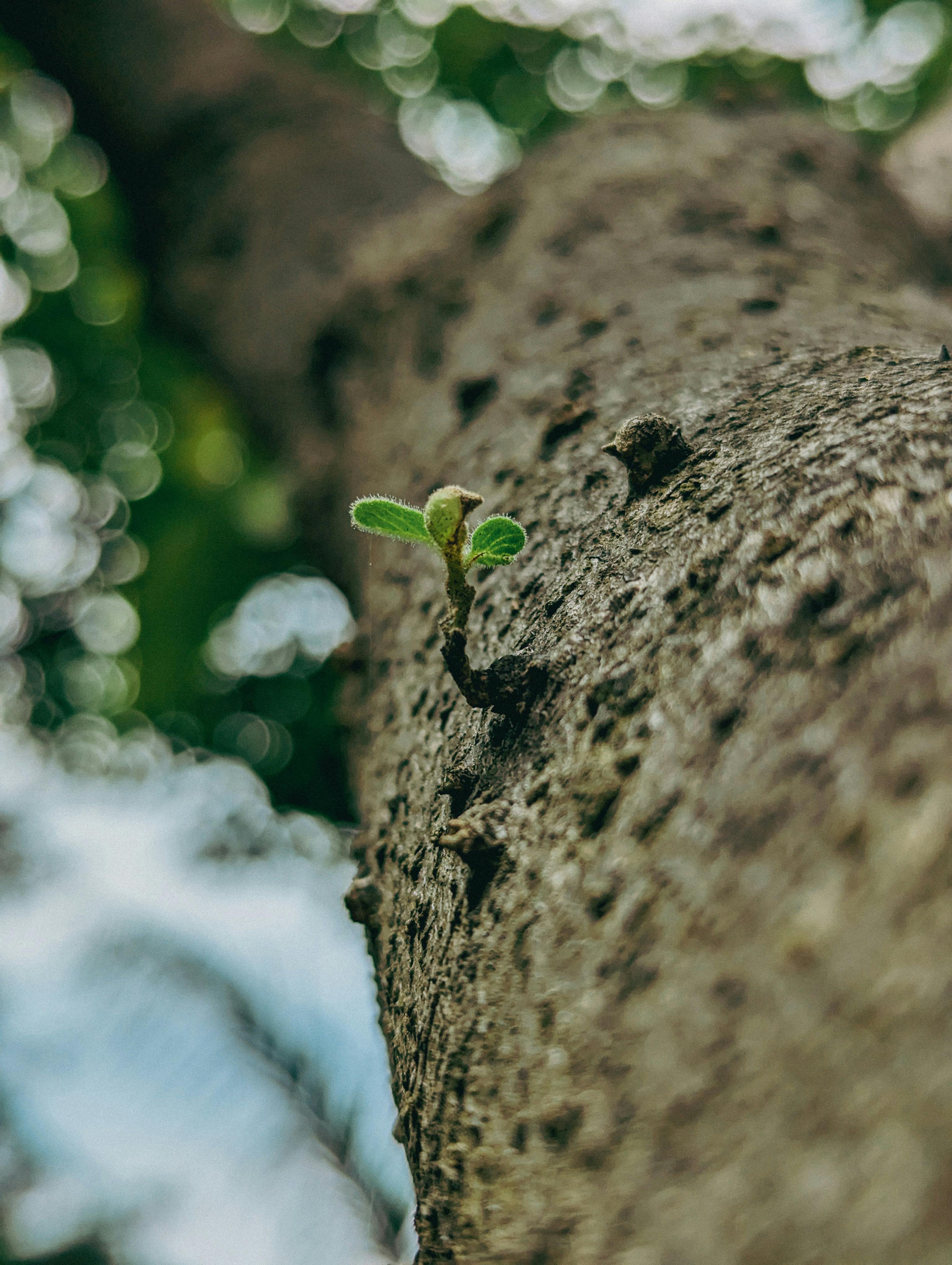 Close Up Photo of a Tree Stump · Free Stock Photo