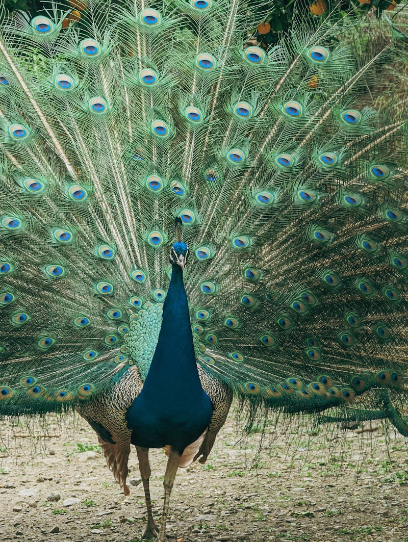 Peacock Images Photos, Download The BEST Free Peacock Images Stock ...