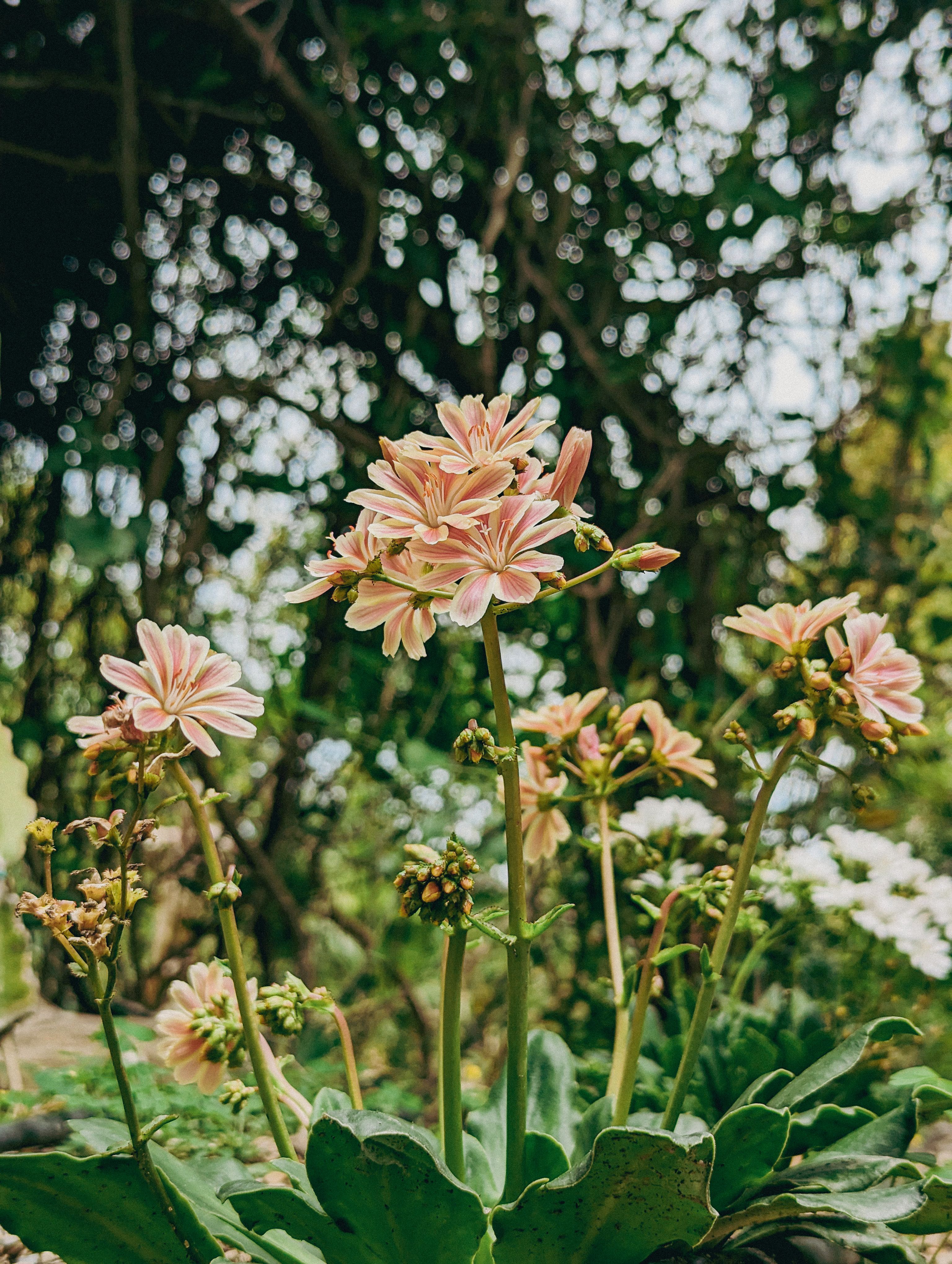 Close Up of Senna Flowers · Free Stock Photo