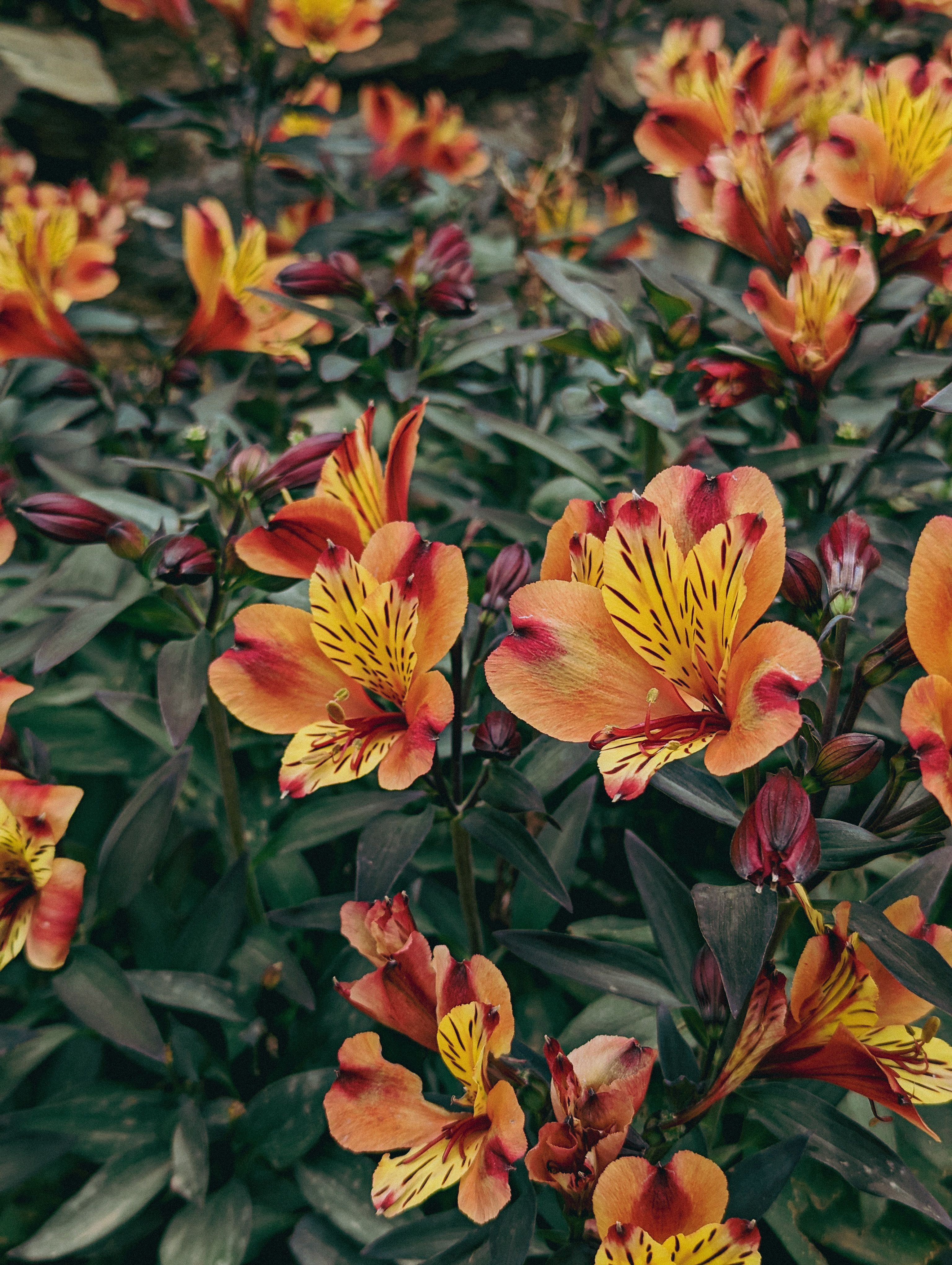 Close Up of Senna Flowers · Free Stock Photo