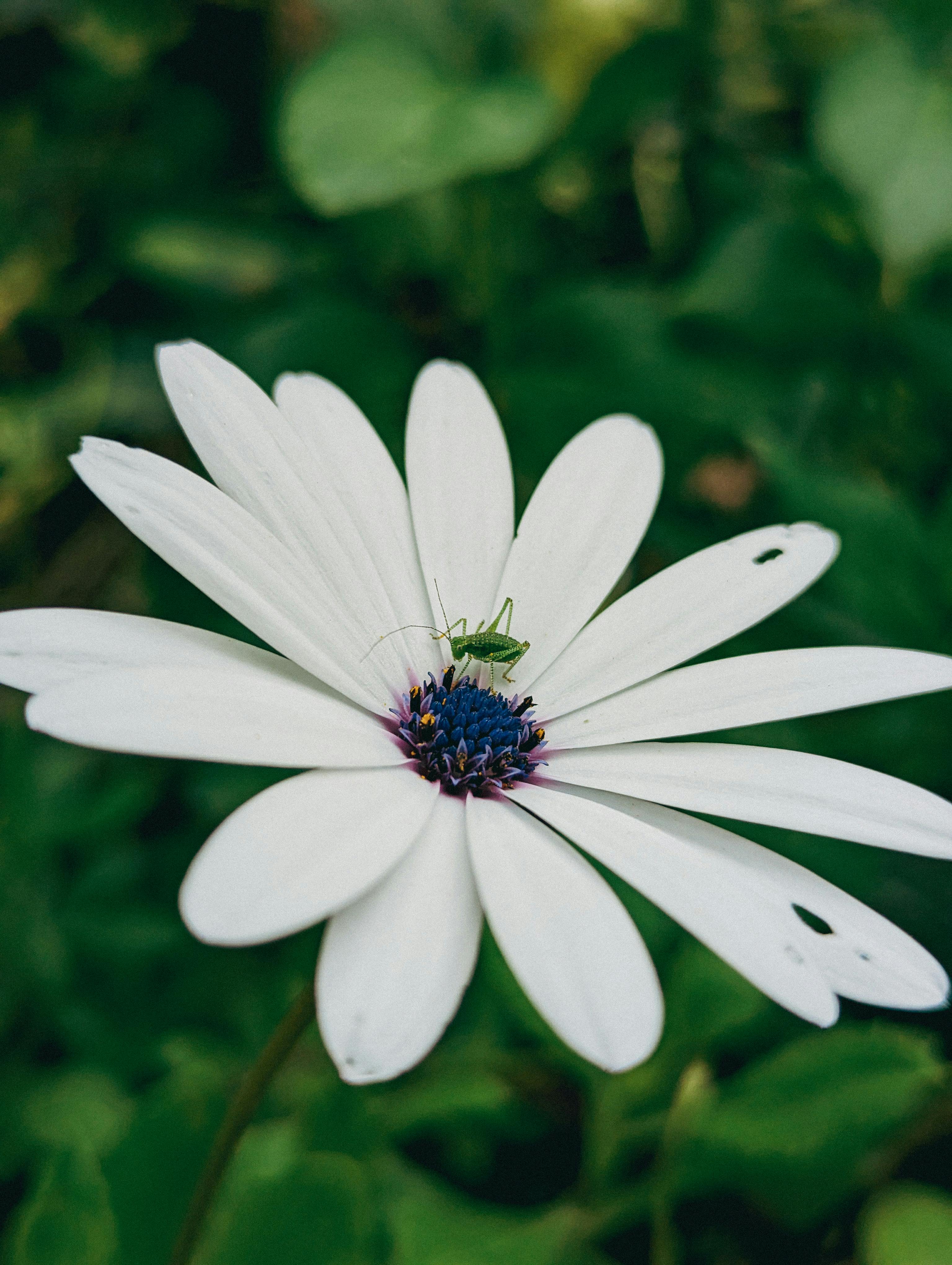 Close up of a Flower with an Insect · Free Stock Photo