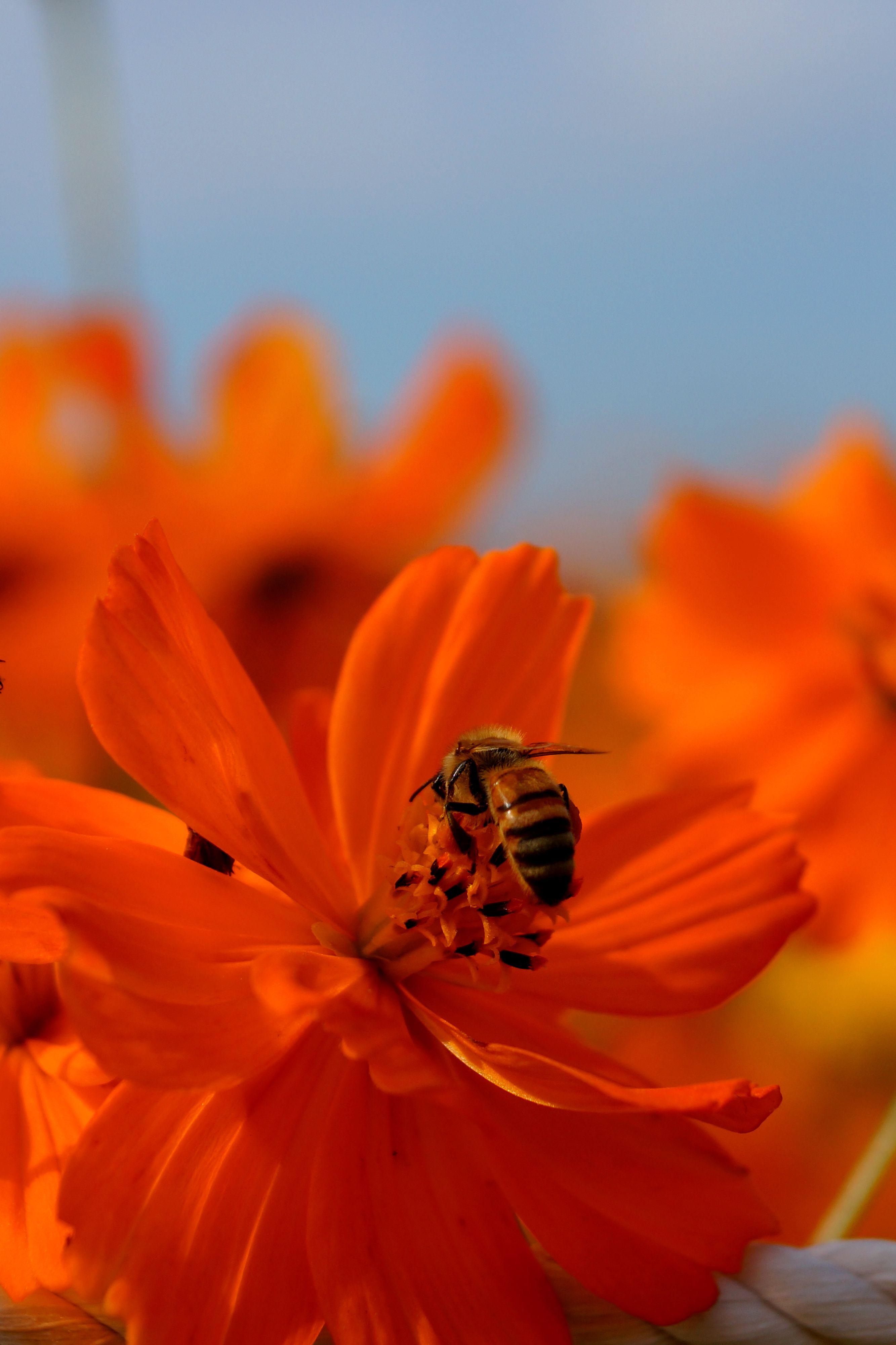 Close up of a Bee in a Flower · Free Stock Photo