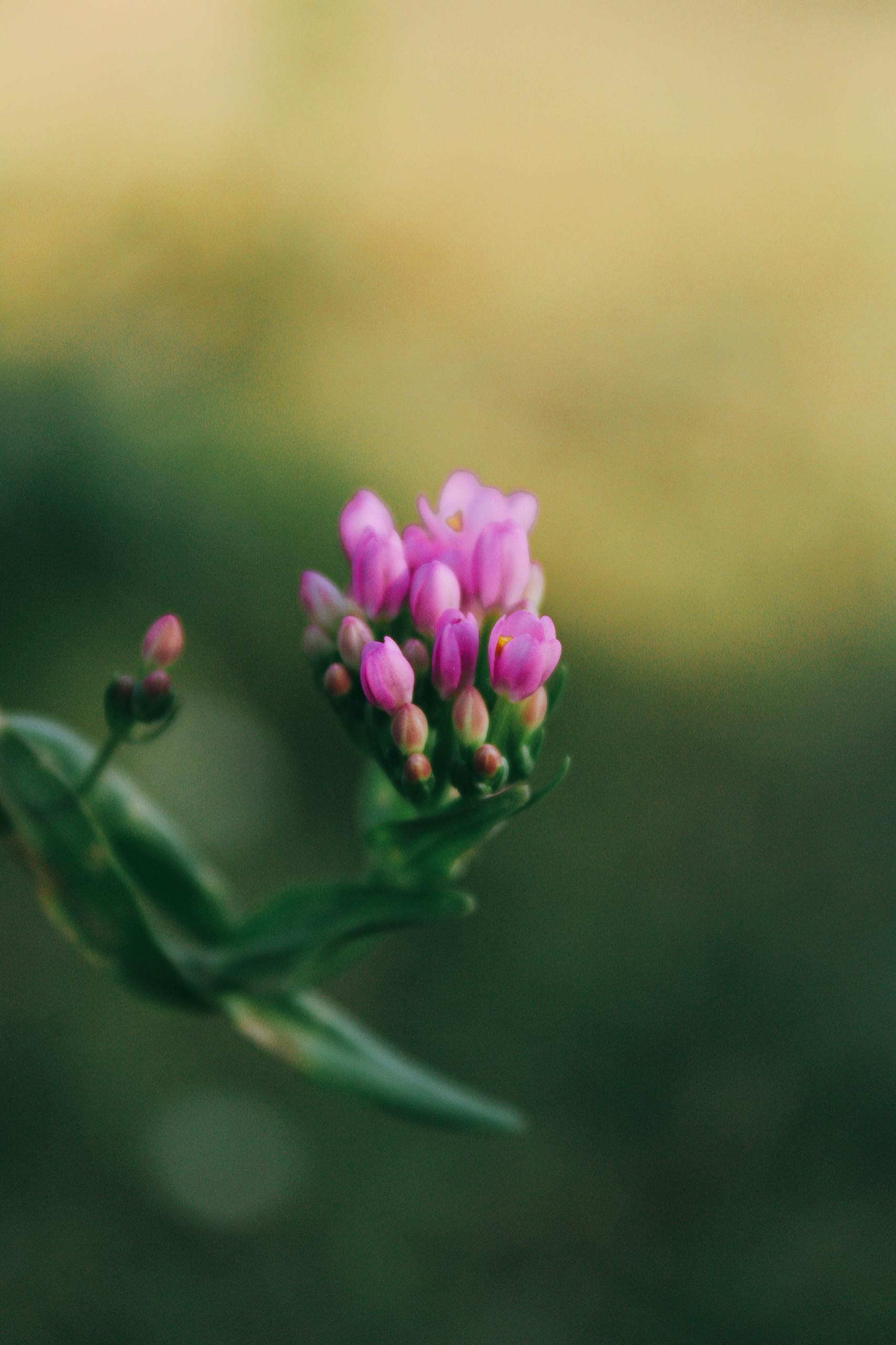 Tween Buds Photos, Download The BEST Free Tween Buds Stock Photos & HD ...