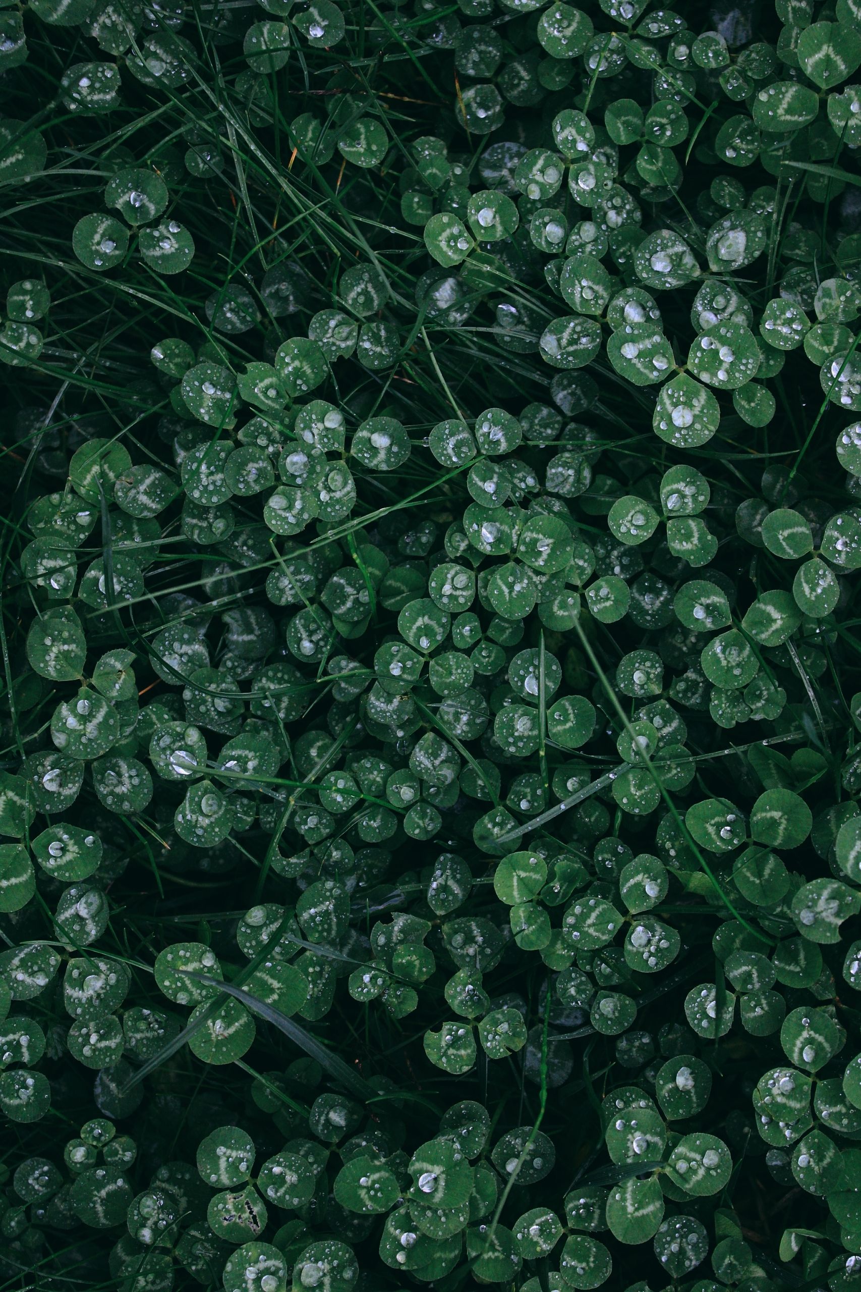 Photo of Green Cloves in Dew · Free Stock Photo