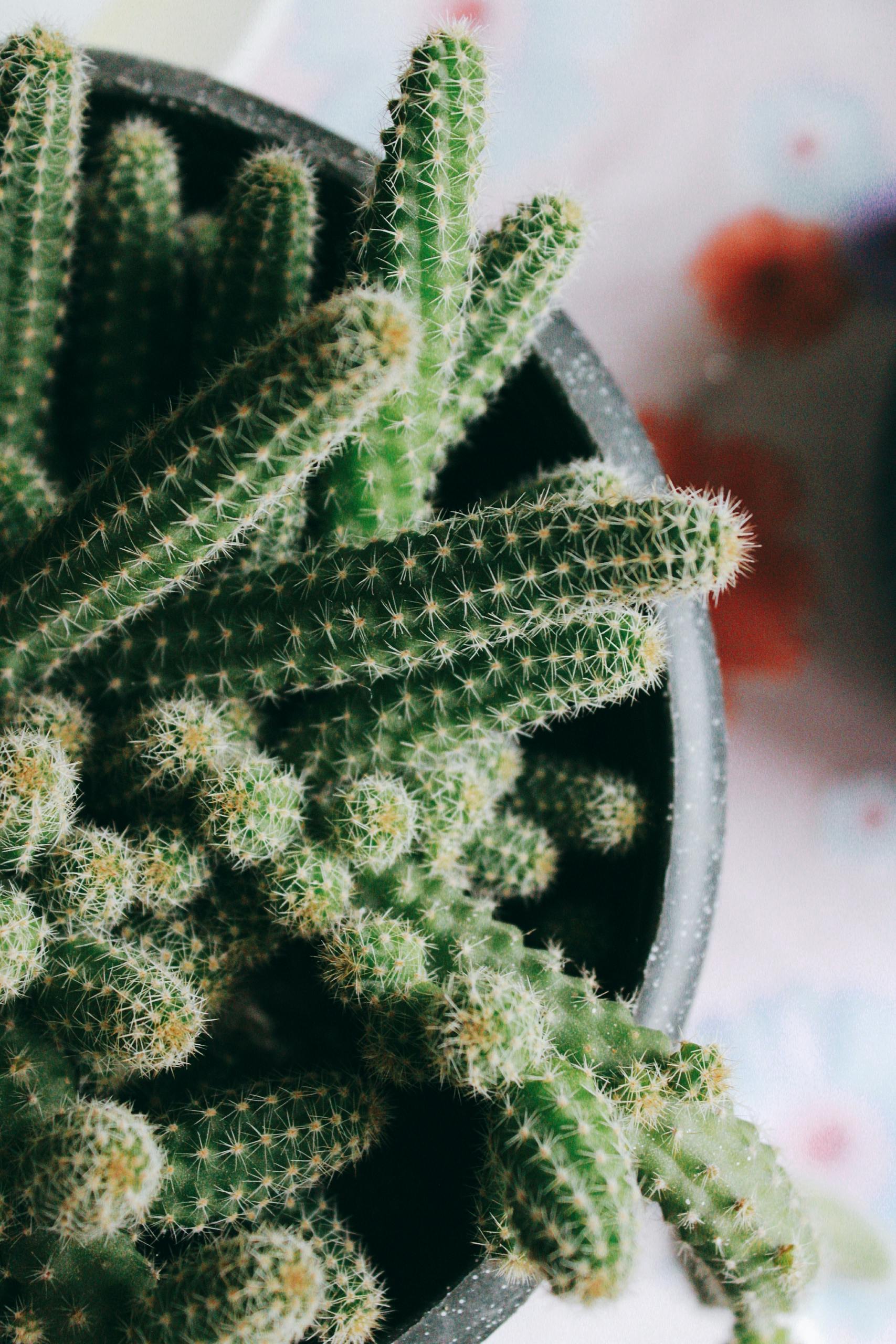 Thorns Photos, Download The BEST Free Thorns Stock Photos & HD Images