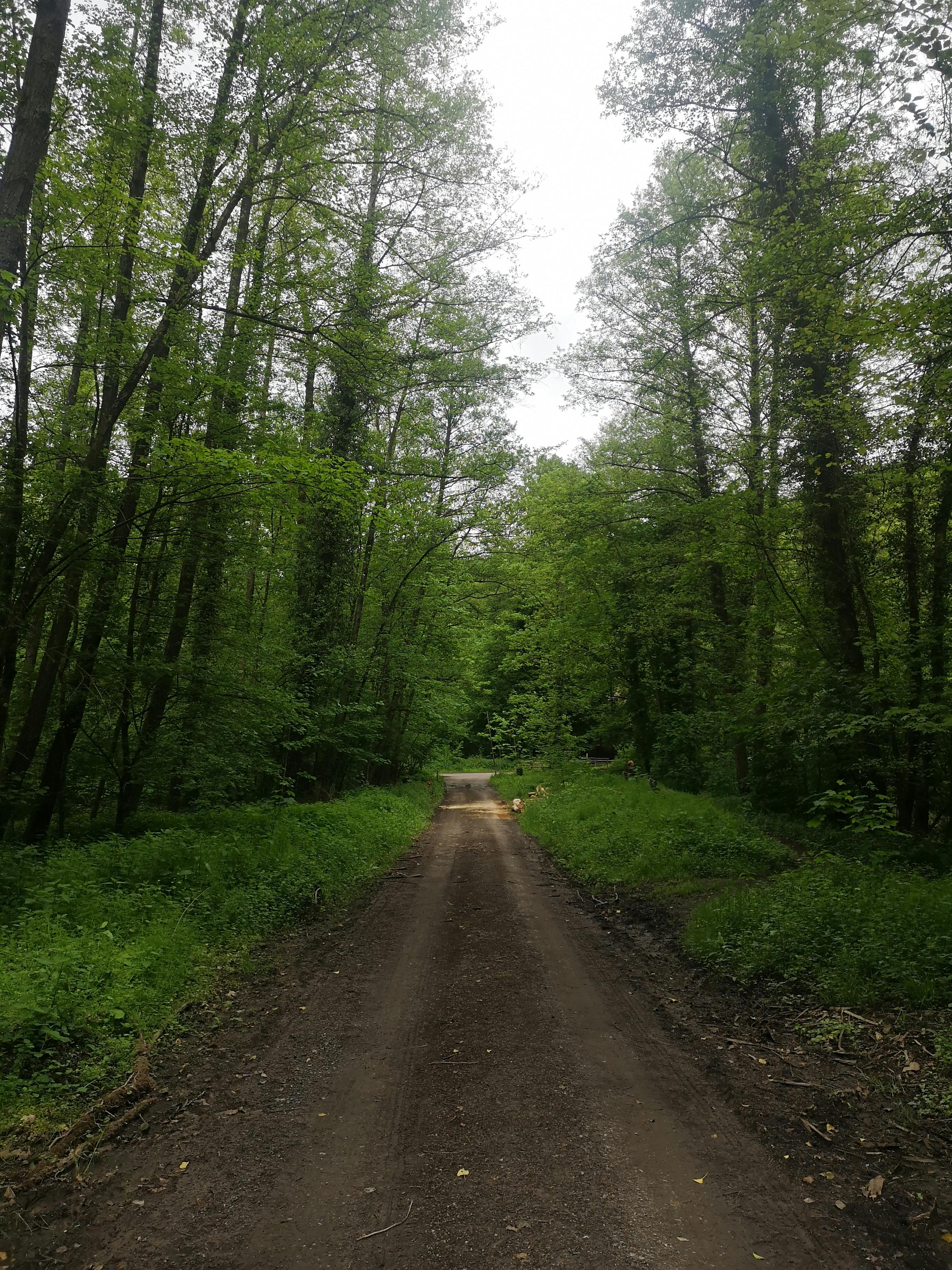 Dirt Road in Forest · Free Stock Photo