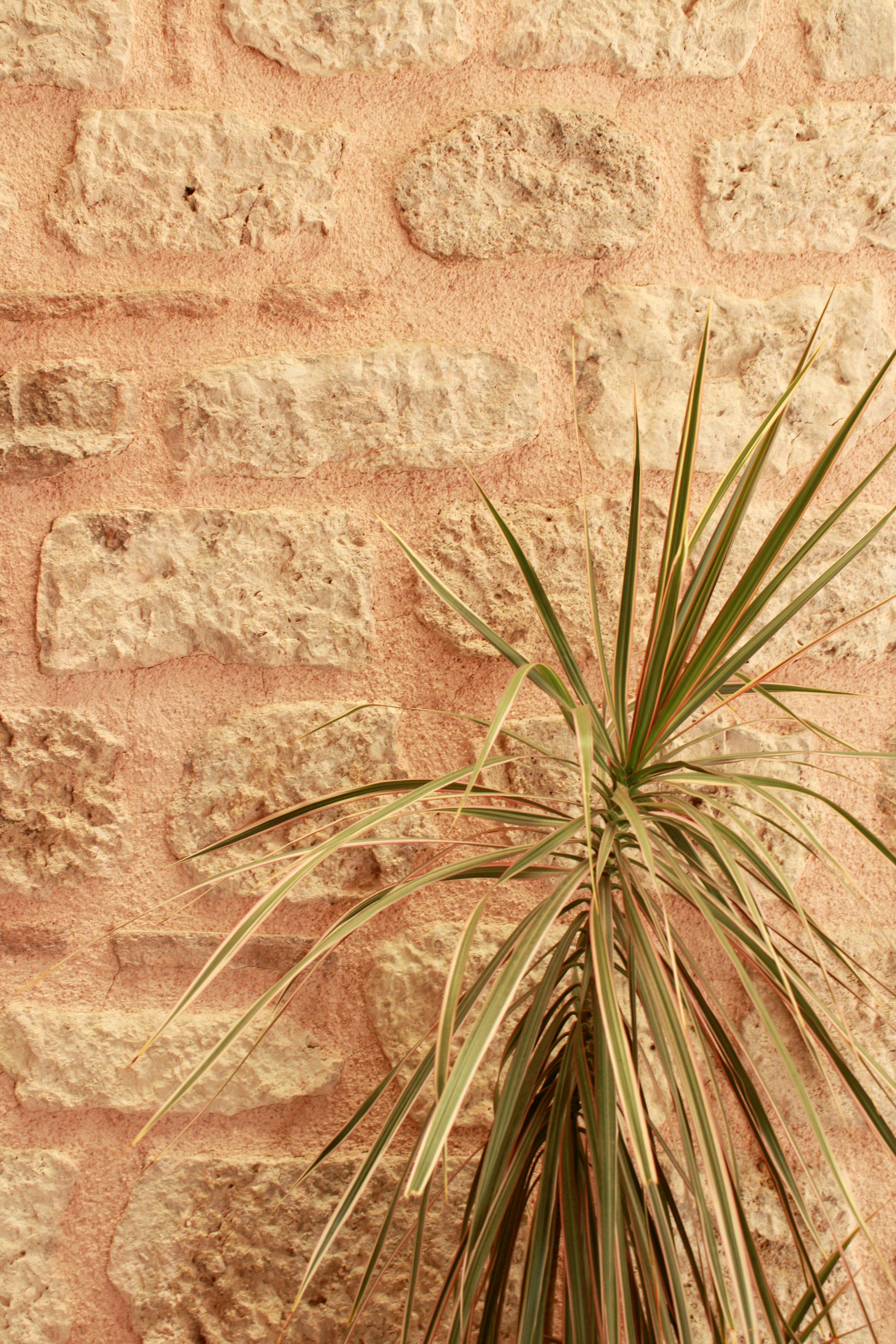 Plant Placed Near Sandy Wall · Free Stock Photo