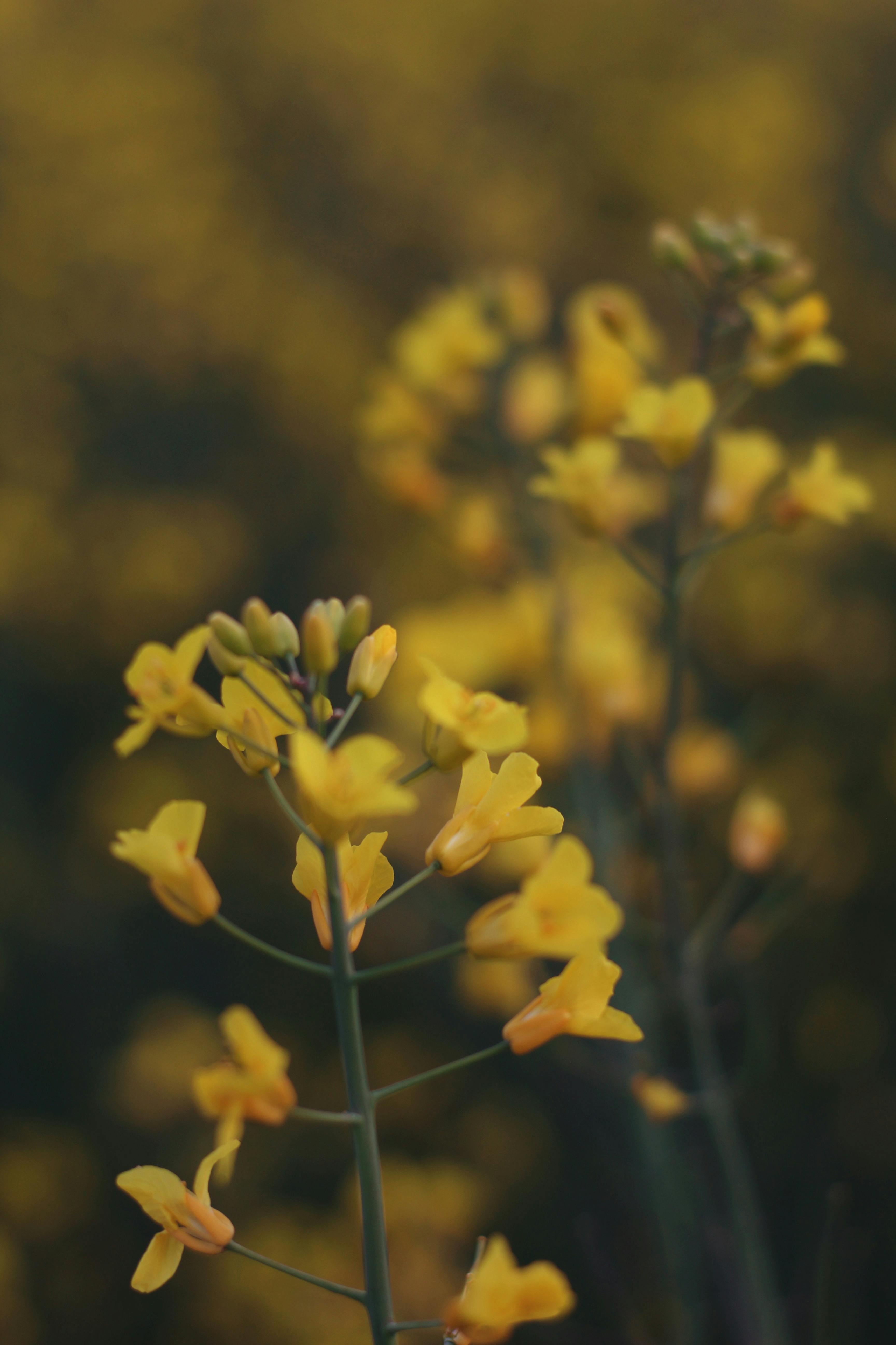 Delicate Yellow Flowers · Free Stock Photo