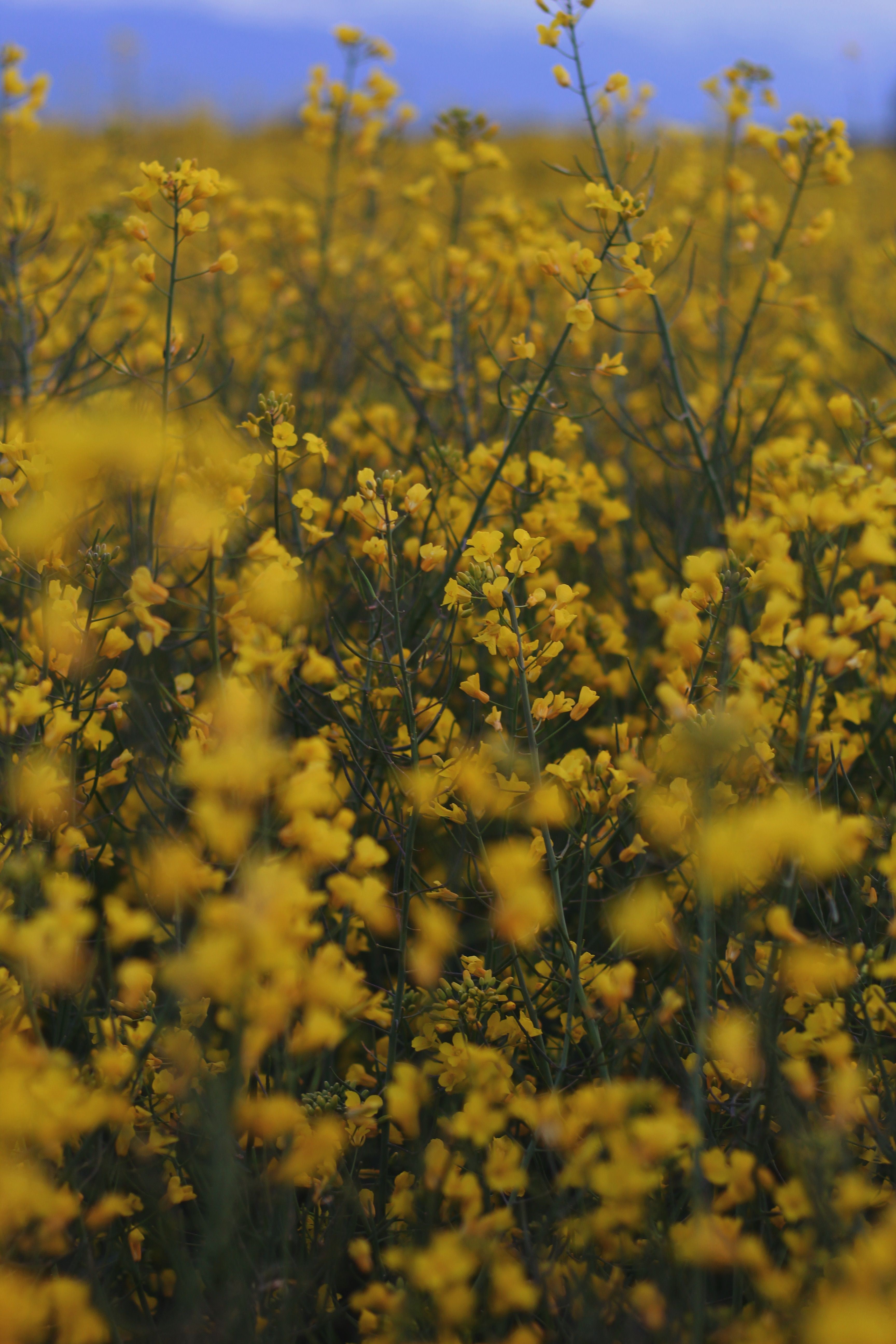A Field of Yellow Flowers · Free Stock Photo
