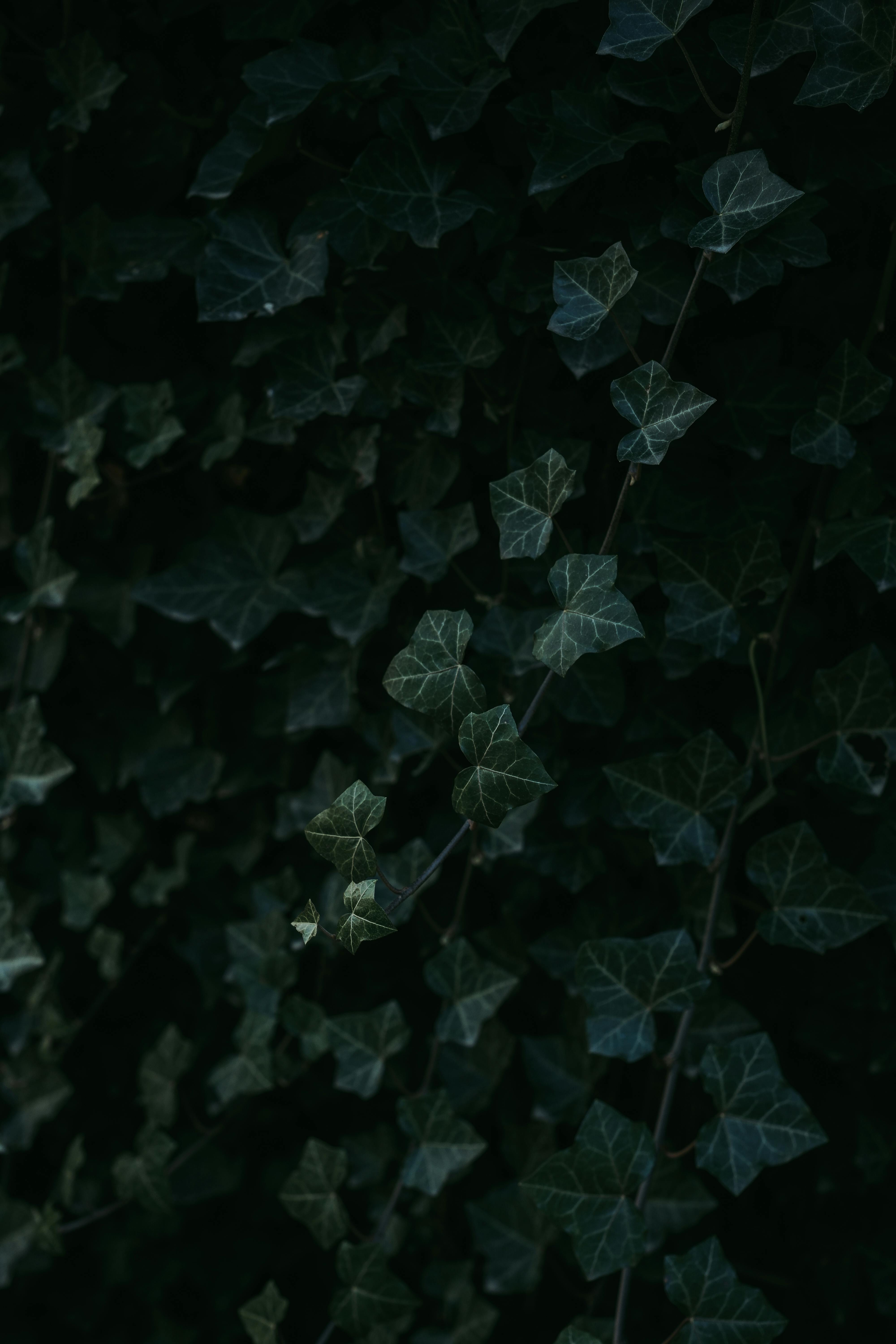 Dark Leaves Texture · Free Stock Photo