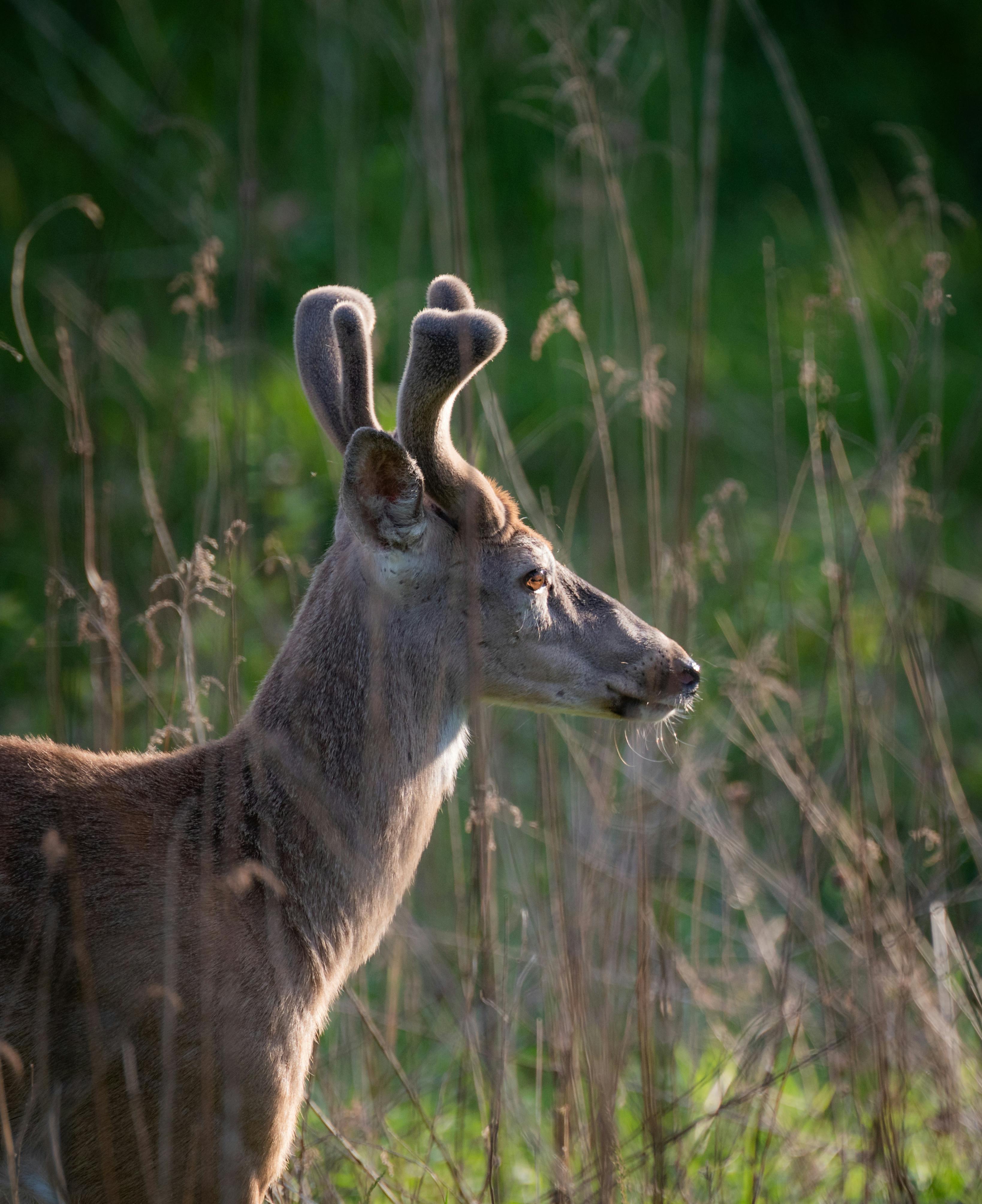Rabbit in Nature · Free Stock Photo
