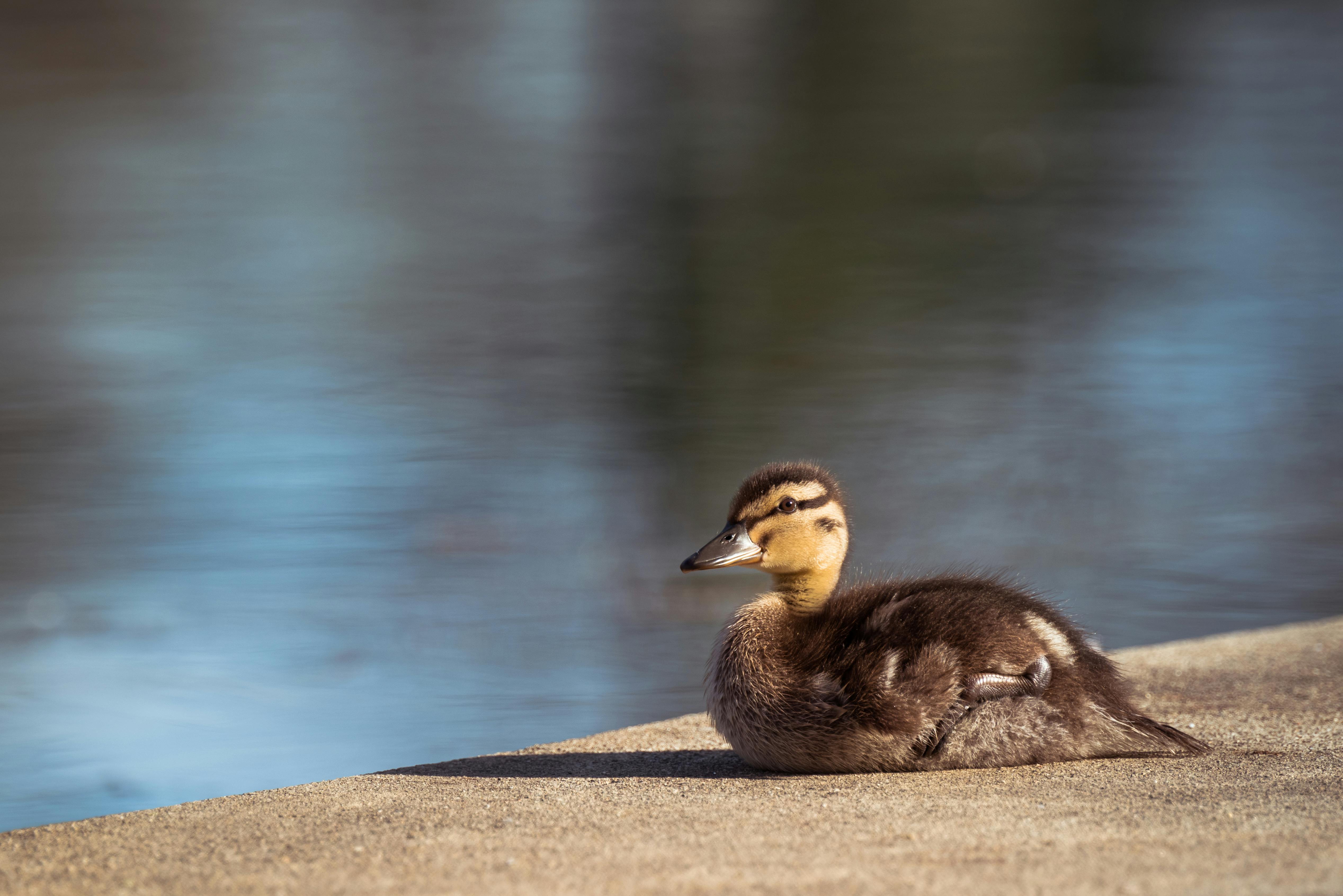Duckling on Wall near Water · Free Stock Photo