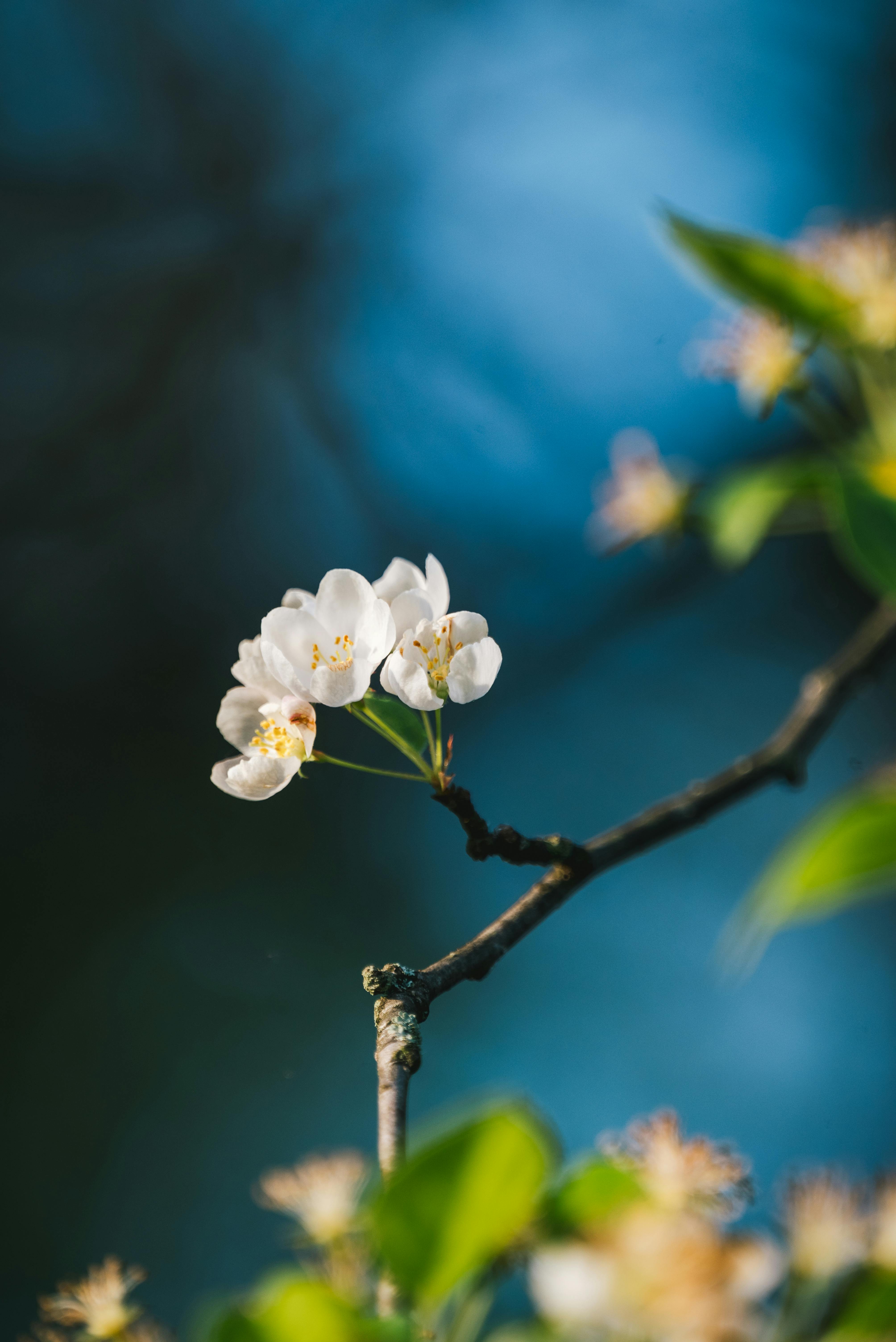 Branch with Blossoms · Free Stock Photo