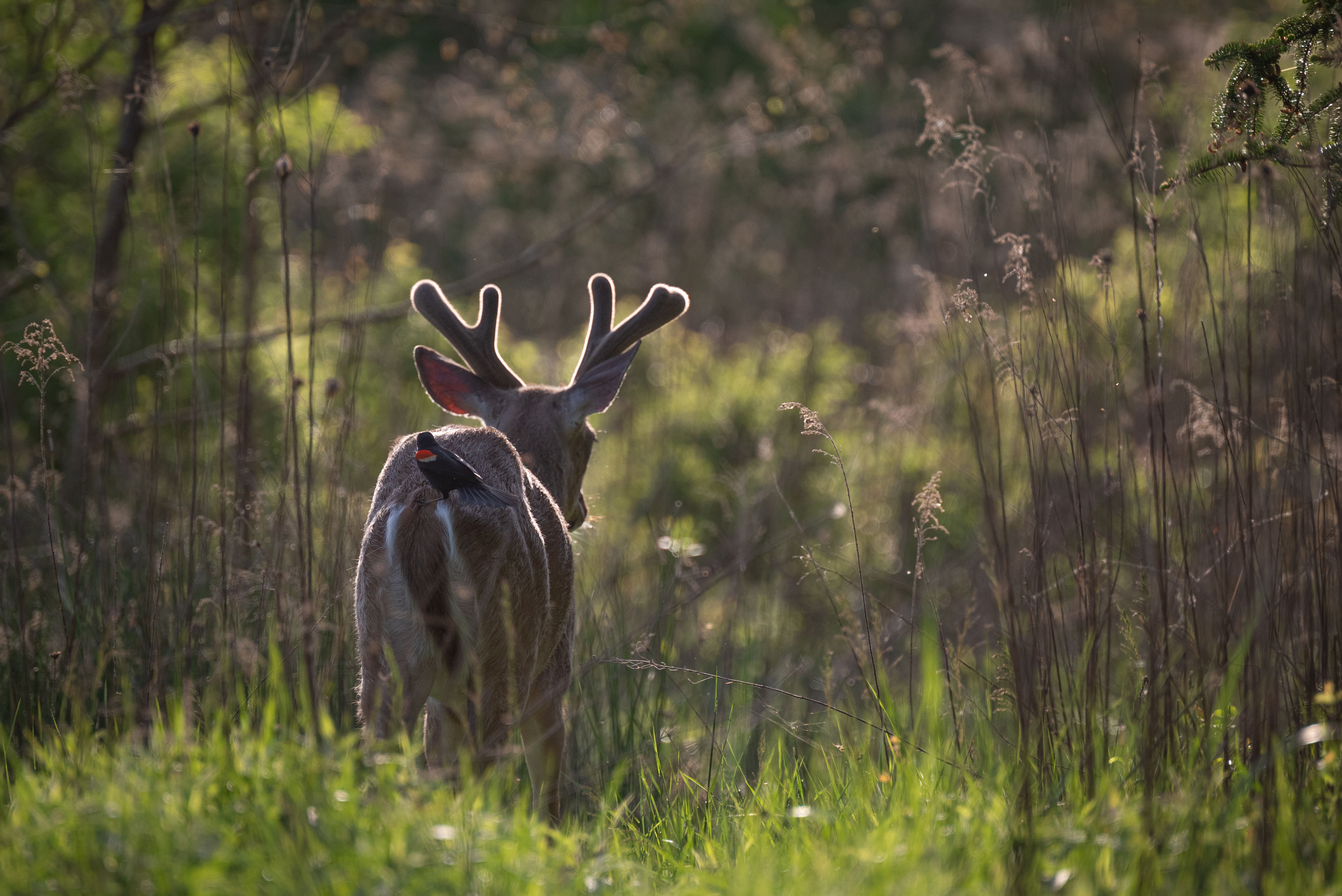 Back View of Deer · Free Stock Photo