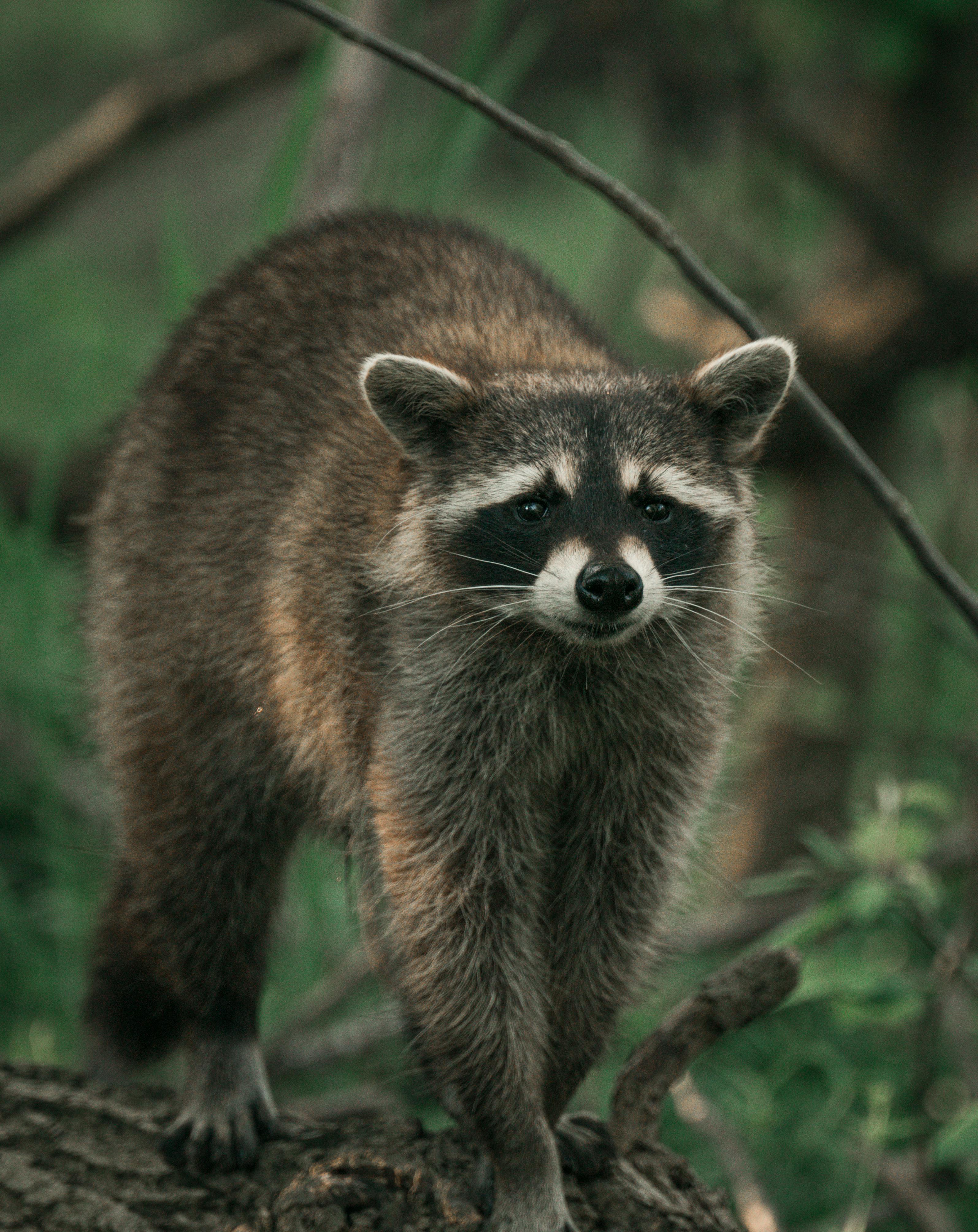 Brown and Black Raccoon in Close Up Photography · Free Stock Photo