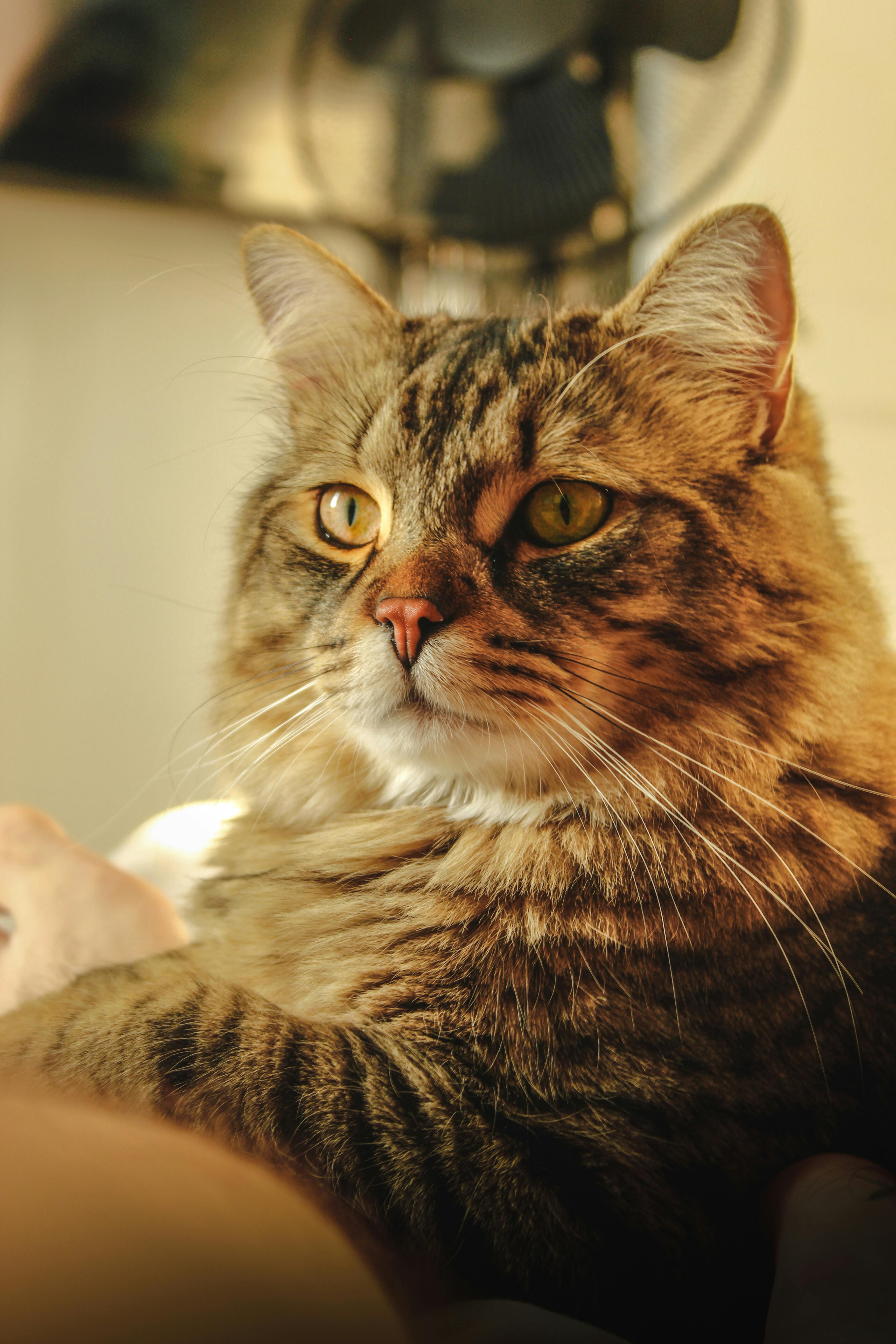 Close-Up Photo of Cat · Free Stock Photo