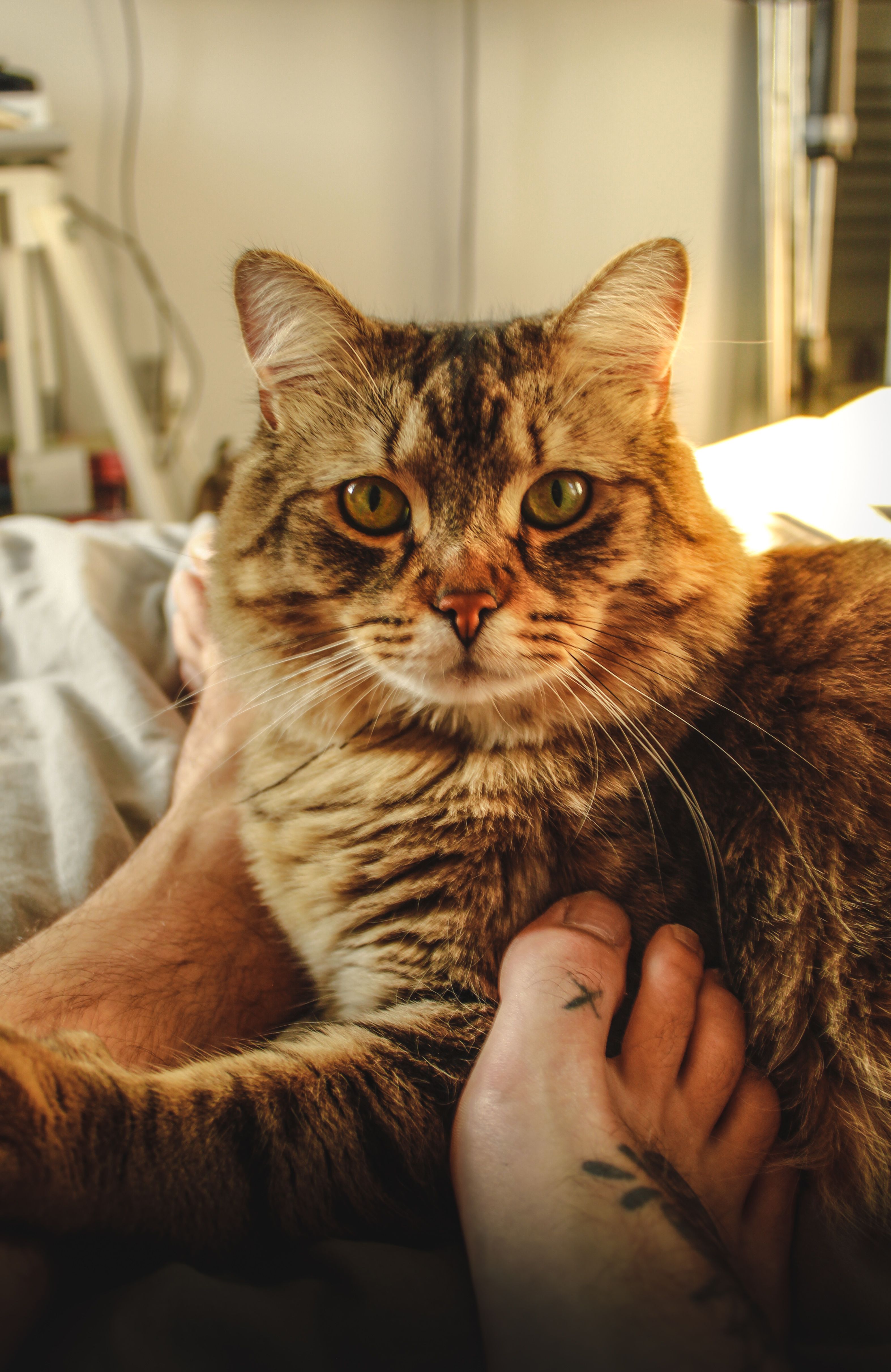 Man Foot on Cat · Free Stock Photo