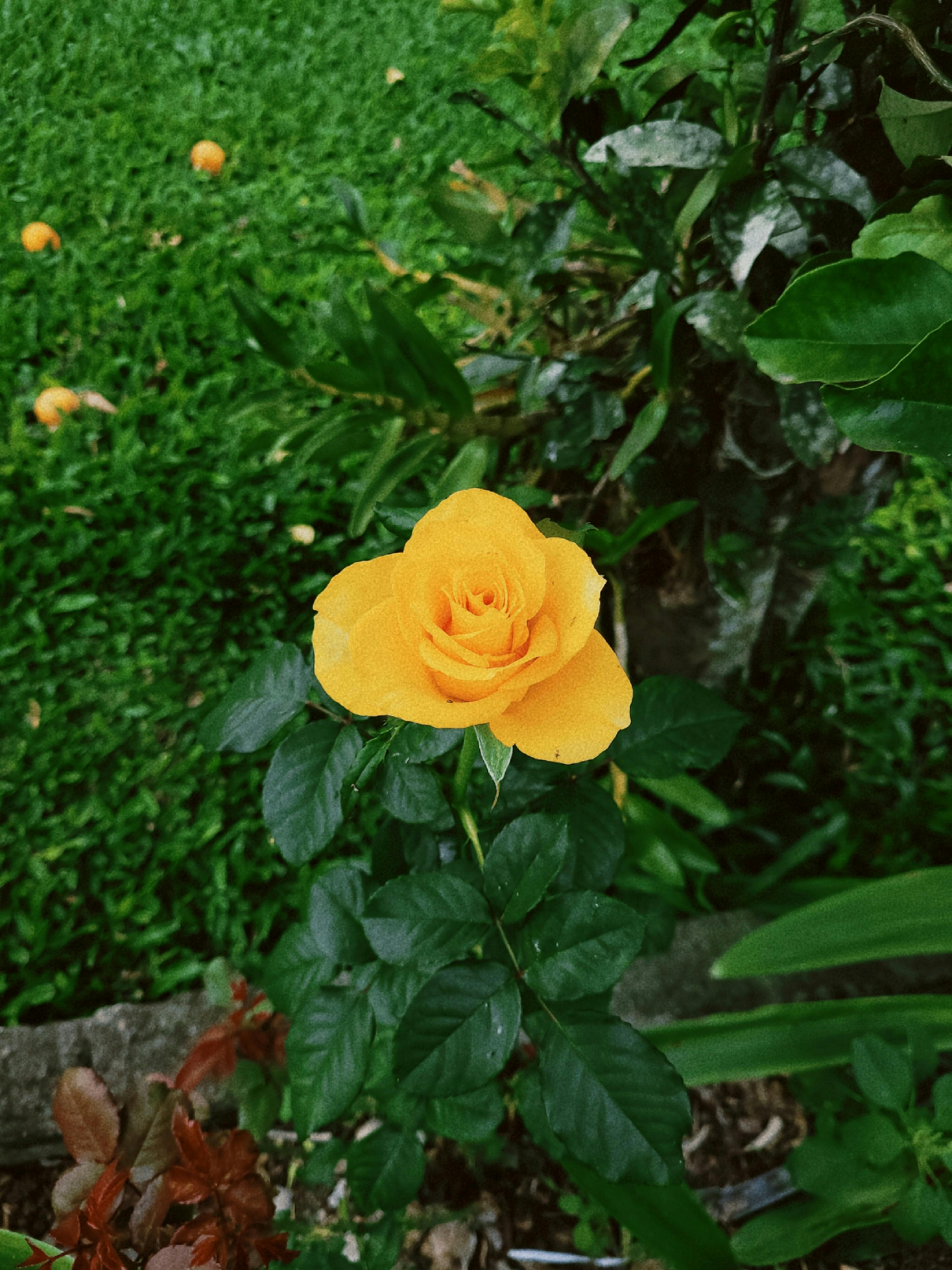 Single Blooming Yellow Rose · Free Stock Photo