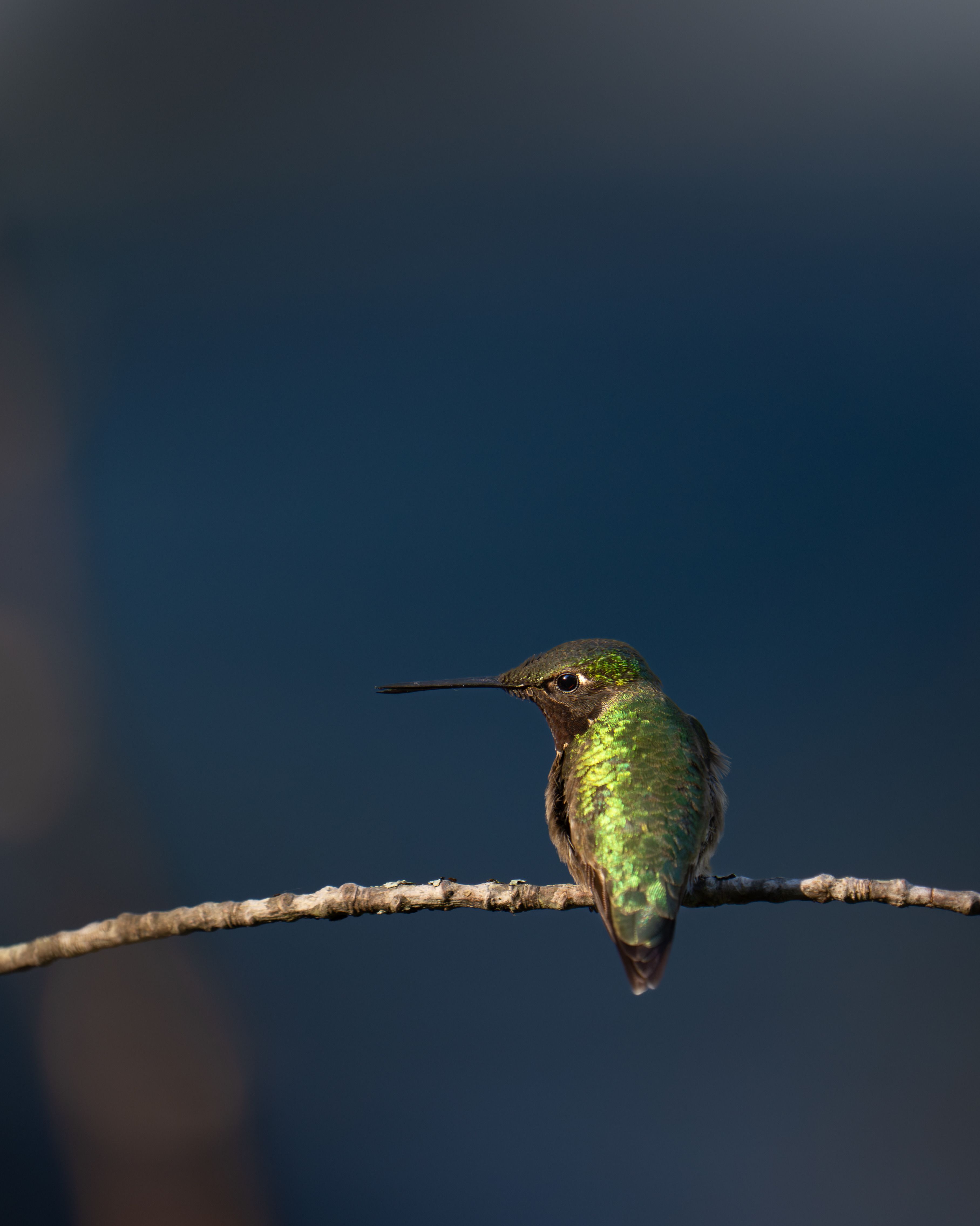 Imagini Natura Photos, Download The BEST Free Imagini Natura Stock ...