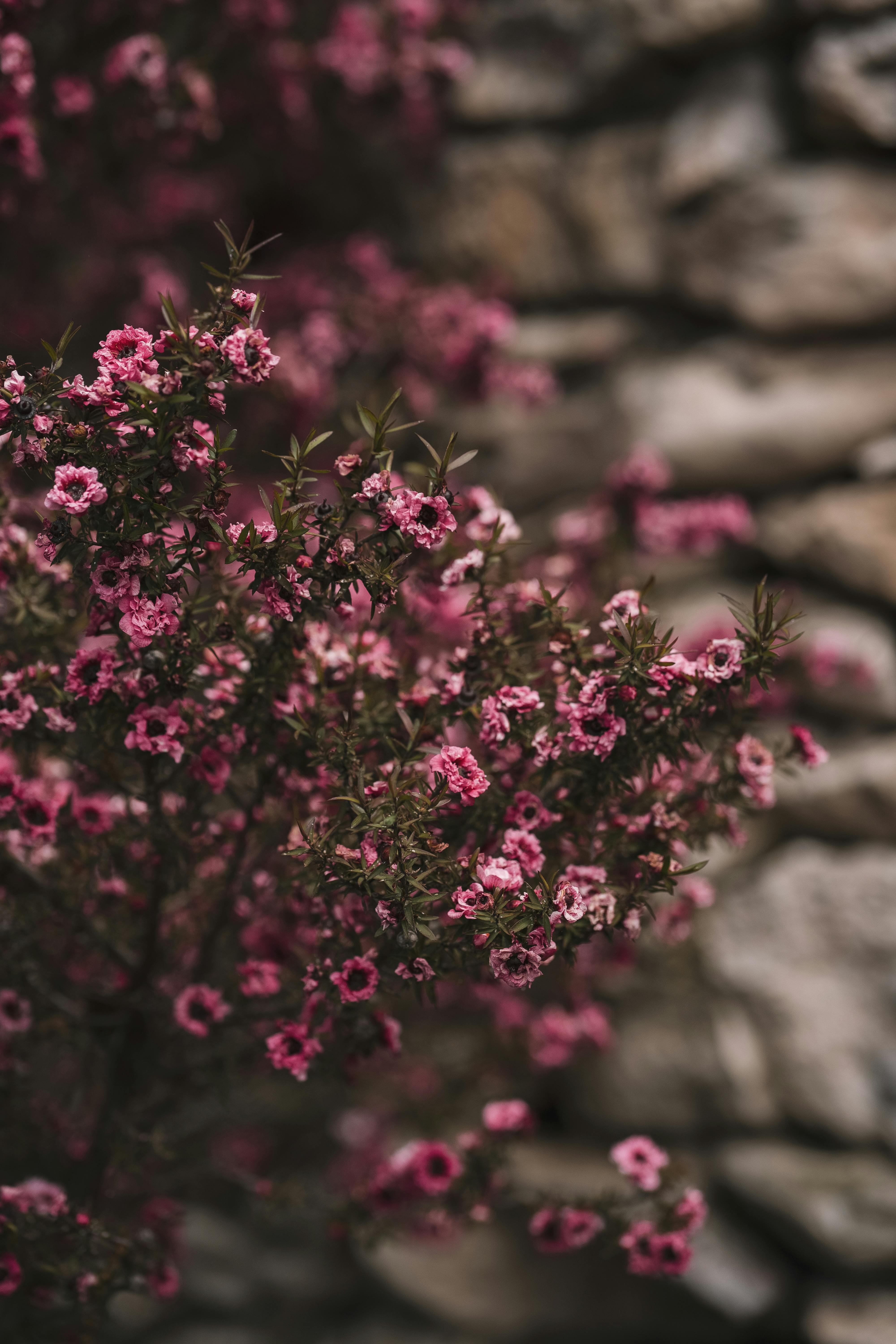 Flowering Callistemon Shrub · Free Stock Photo