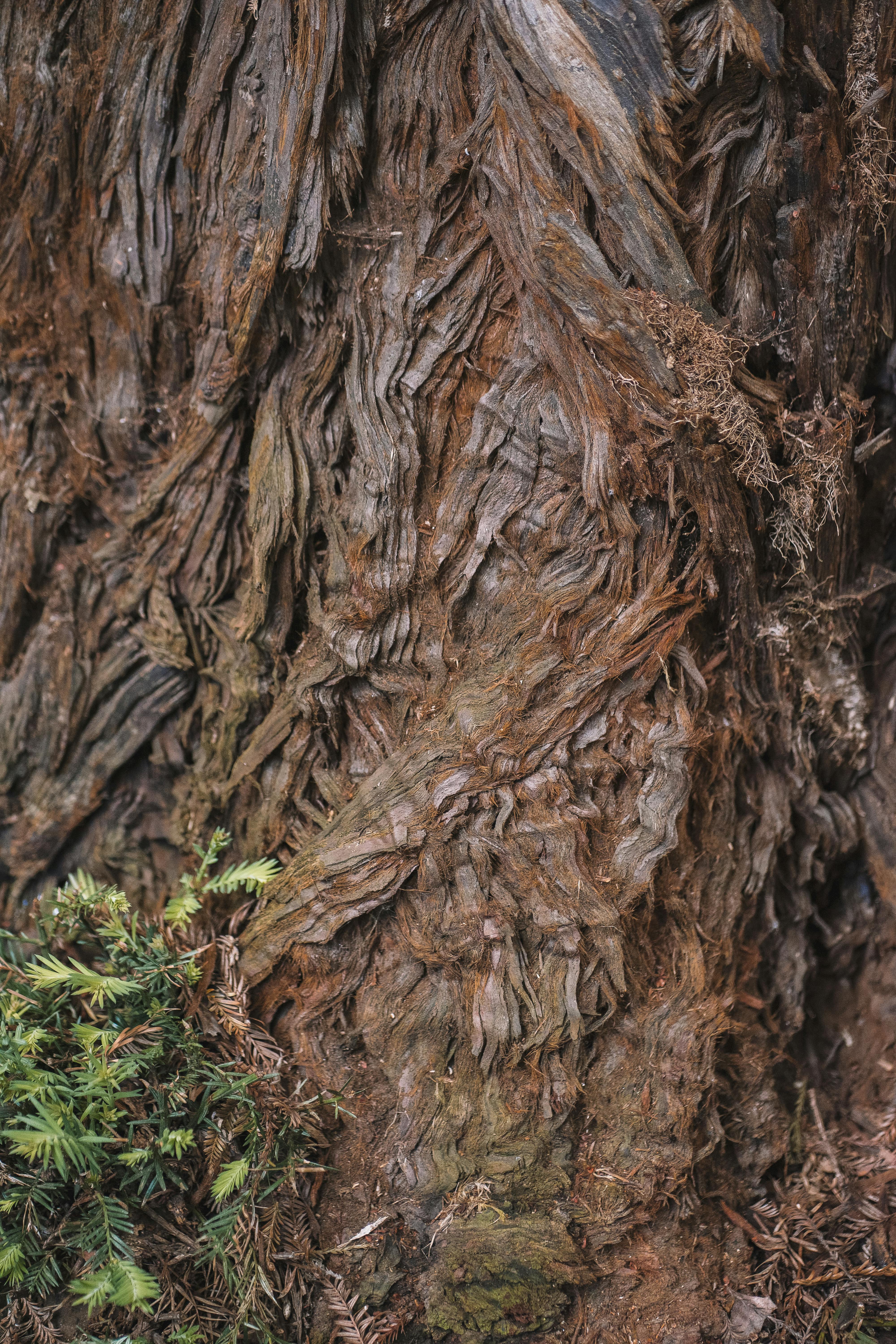Close-Up View Of A Tree Bark · Free Stock Photo