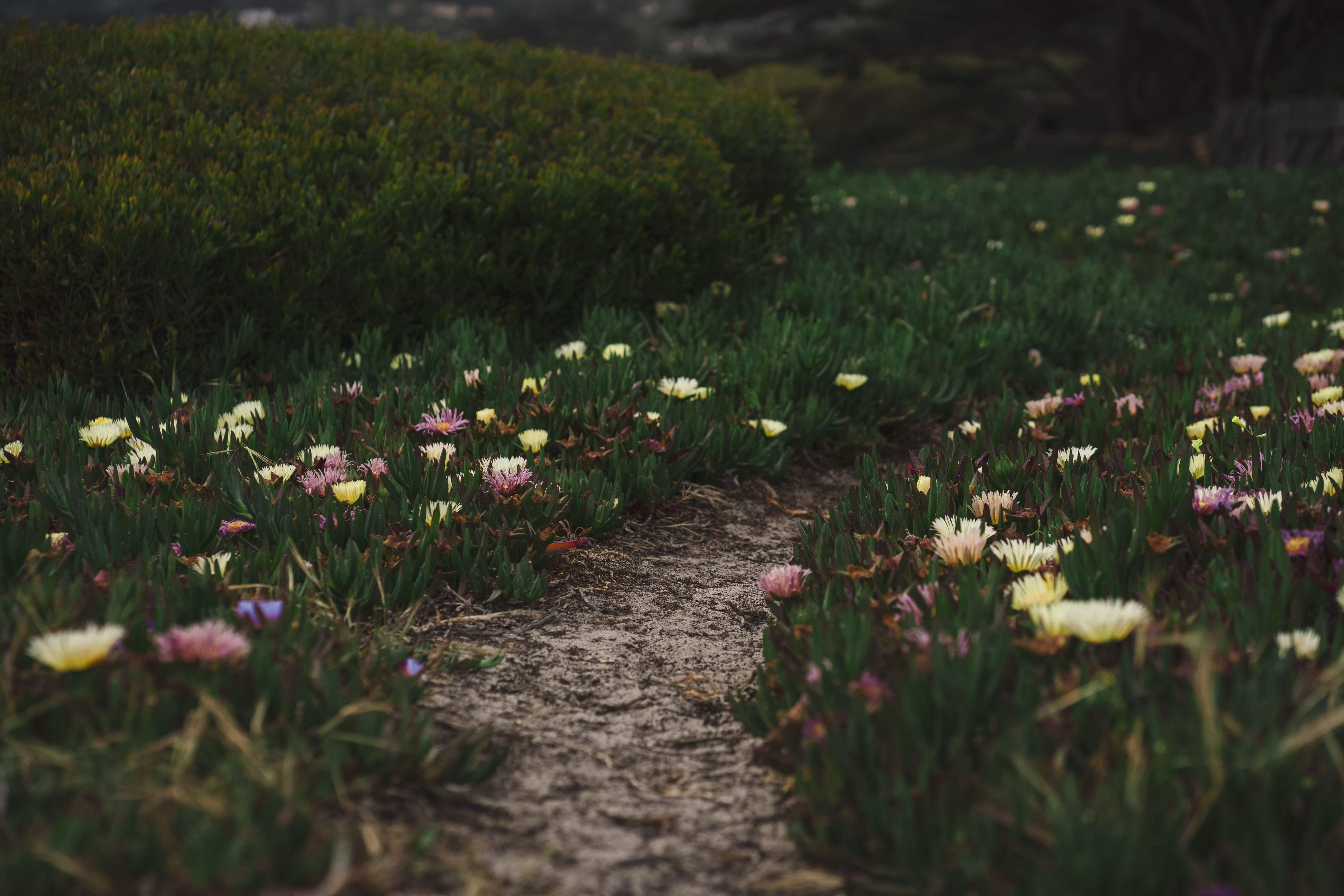 Close Up Flowers On Path Photos, Download The BEST Free Close Up ...