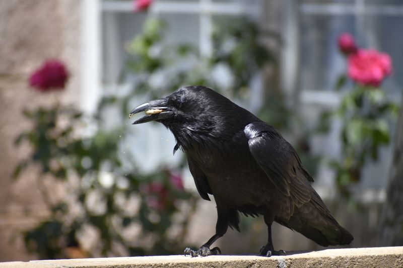 Tower of London Ravens: History, Care, and Legend Explained