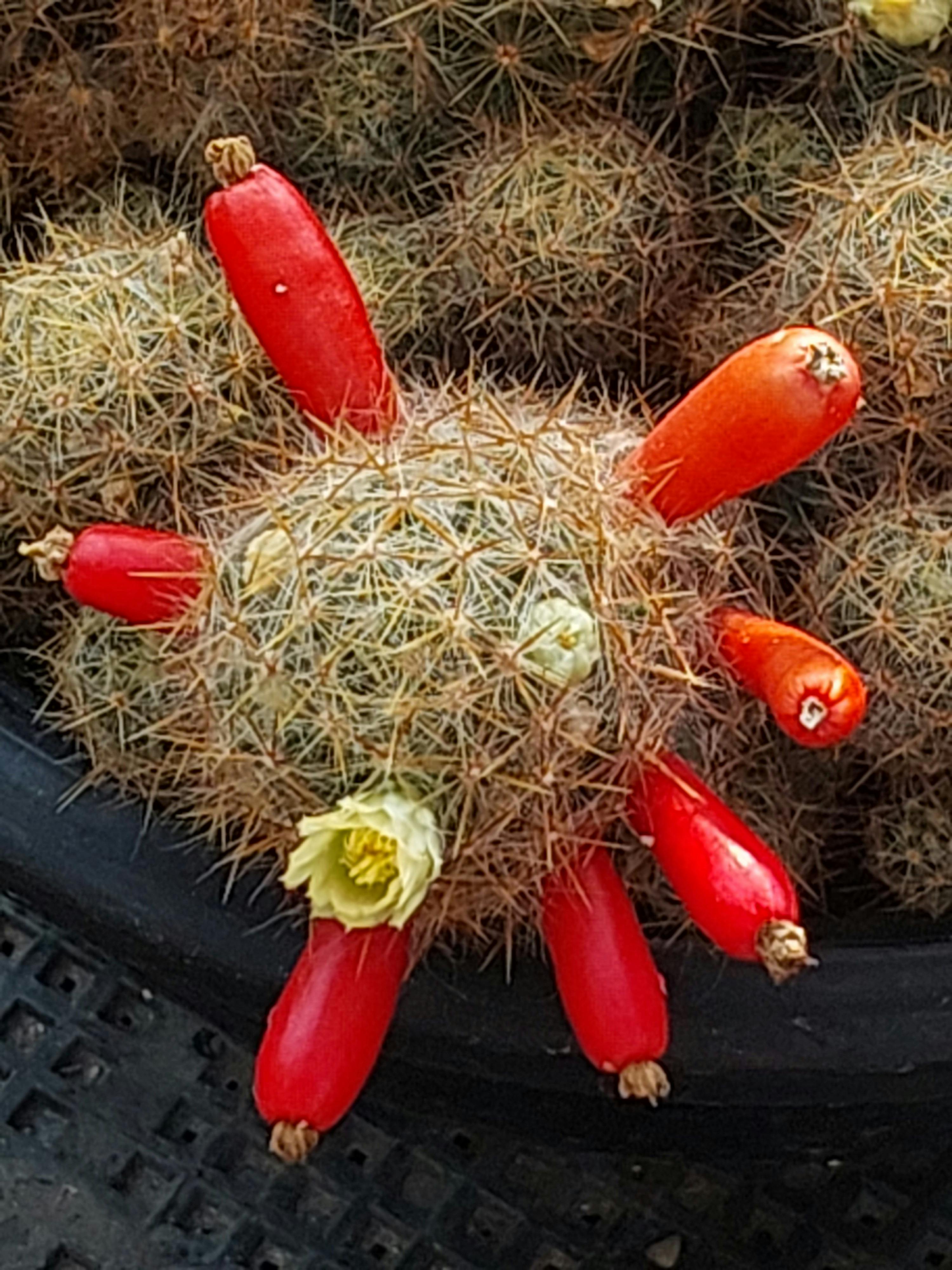 Noppakun Sumat - Fotografía