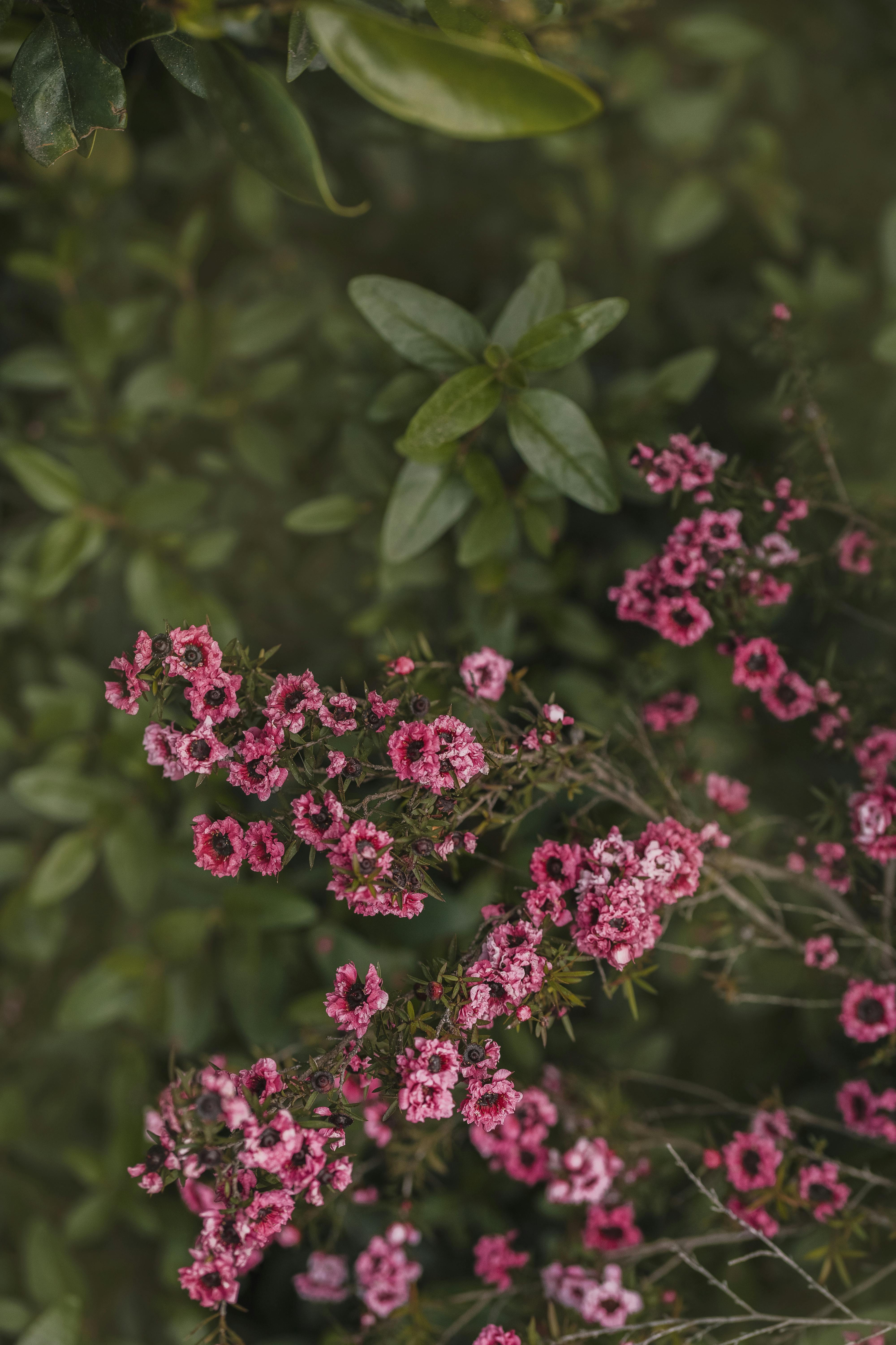 Plant Foliage Photos, Download The BEST Free Plant Foliage Stock Photos ...