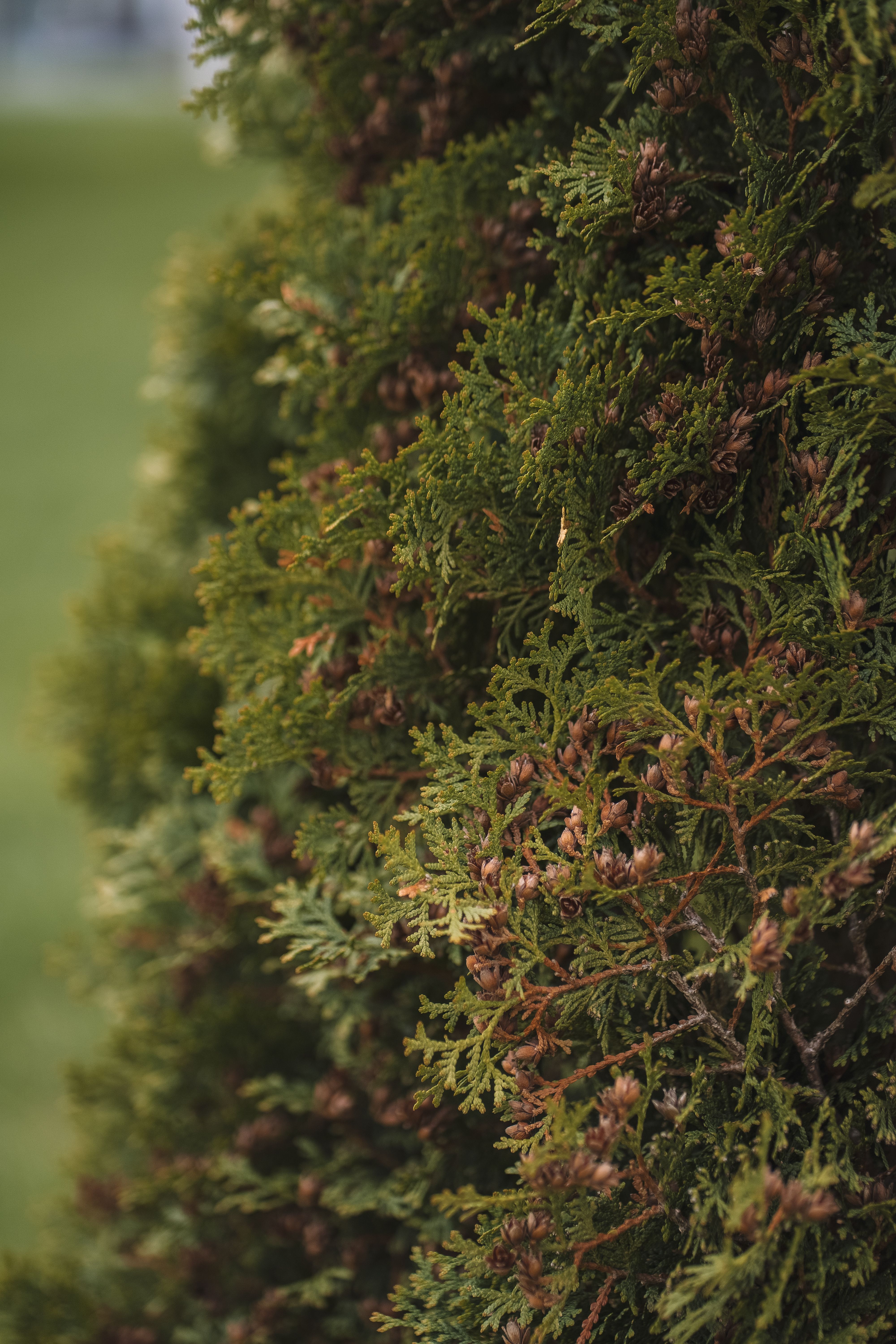 Close-up of a Cypress Tree · Free Stock Photo