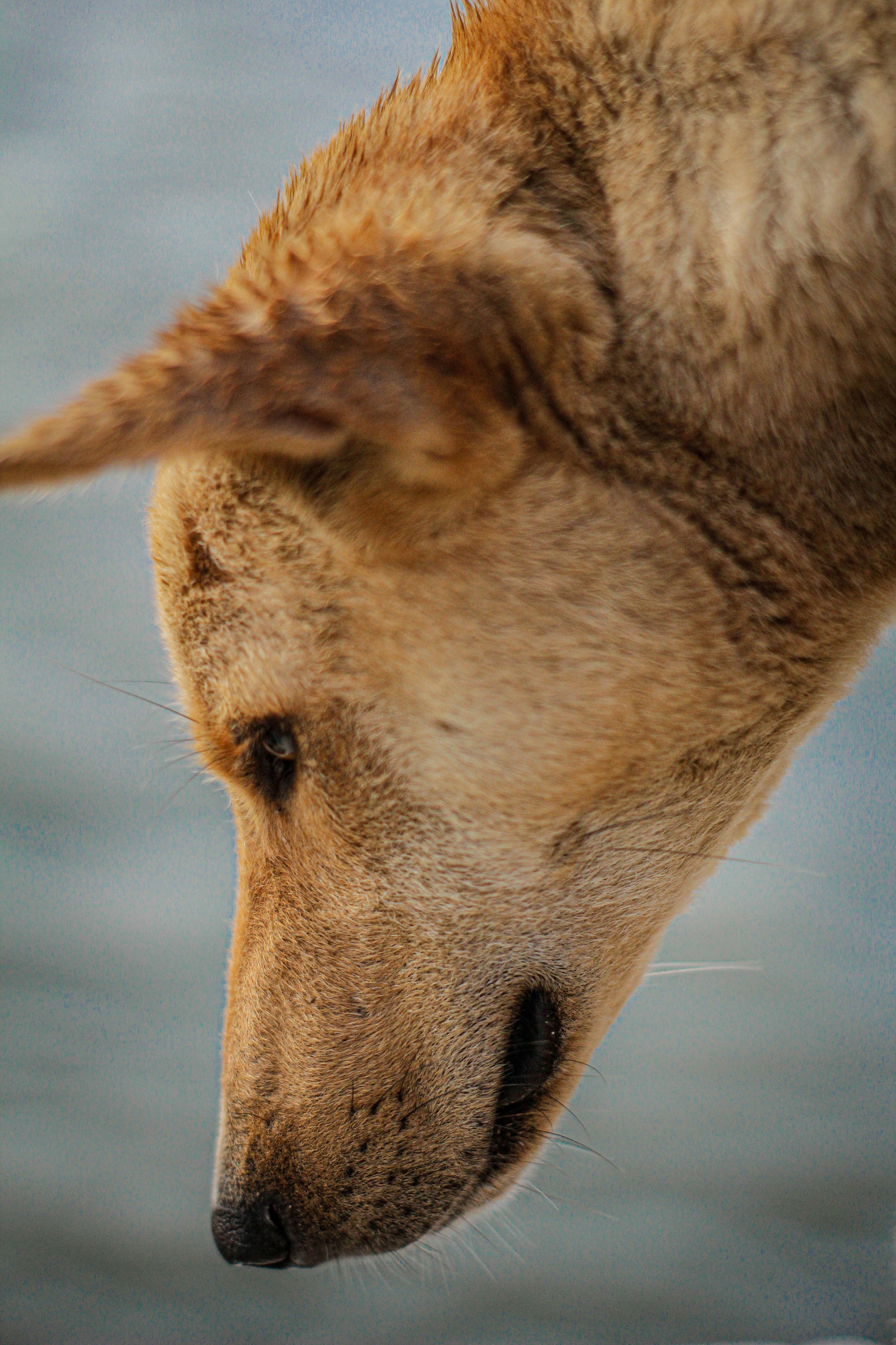 Companionship Photos, Download The BEST Free Companionship Stock Photos ...