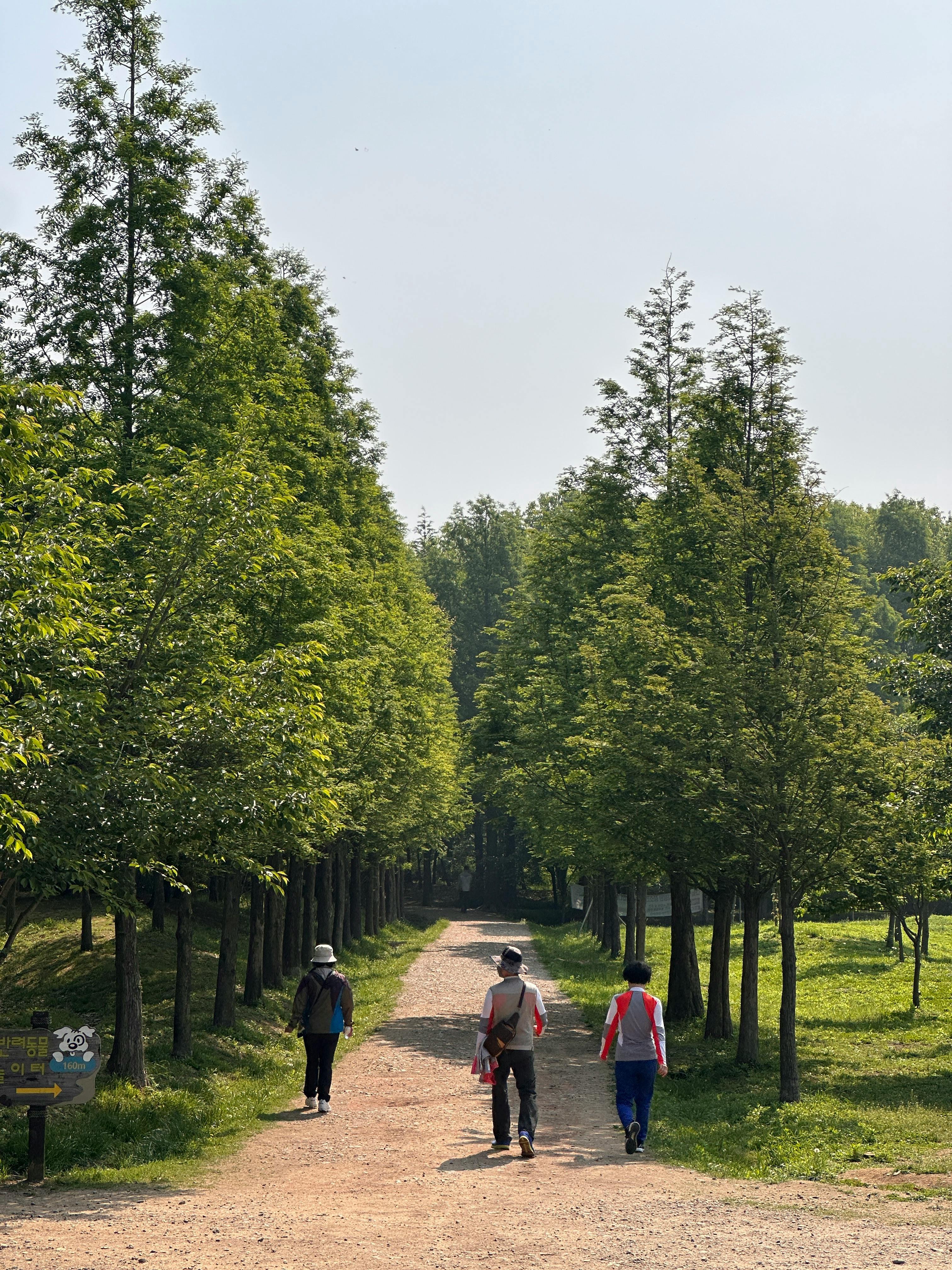 forest, incheon, incheon grand park, park, trees, 걷고 있는, 경치, 경치가 좋은 ...