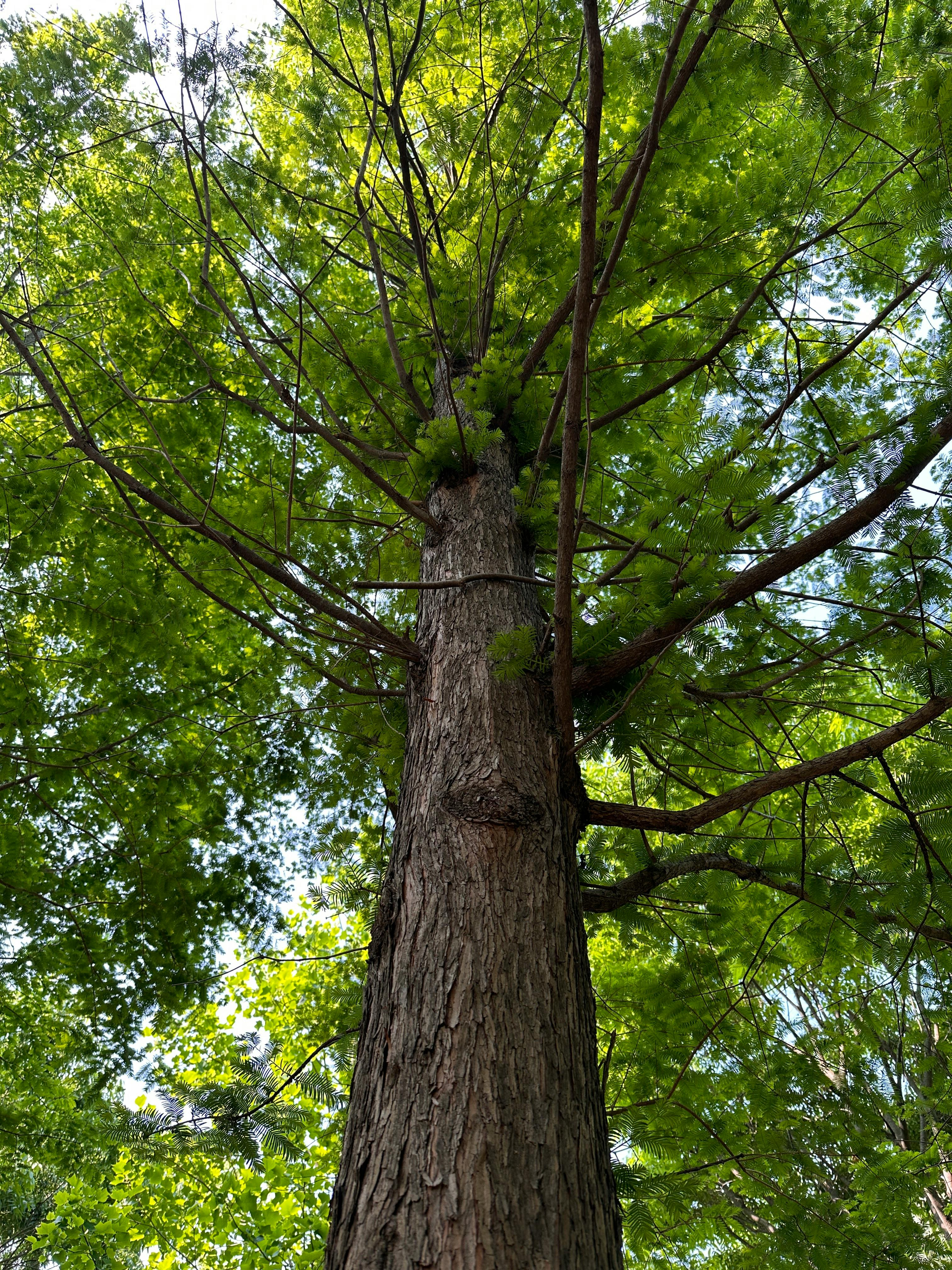 Low Angle Shot Tree Photos, Download The BEST Free Low Angle Shot Tree ...