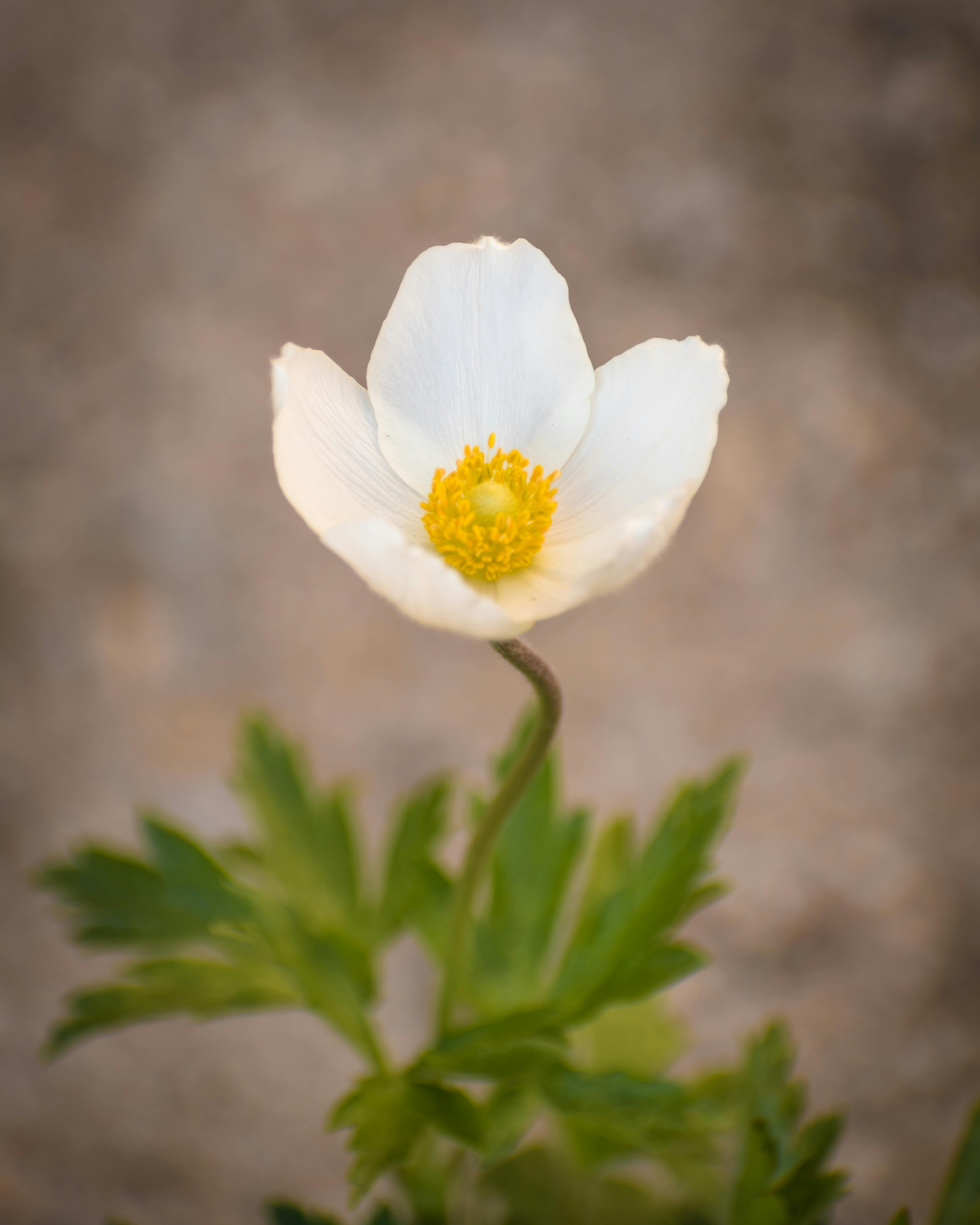 Beautiful Anemone Flowers Photos, Download The BEST Free Beautiful ...