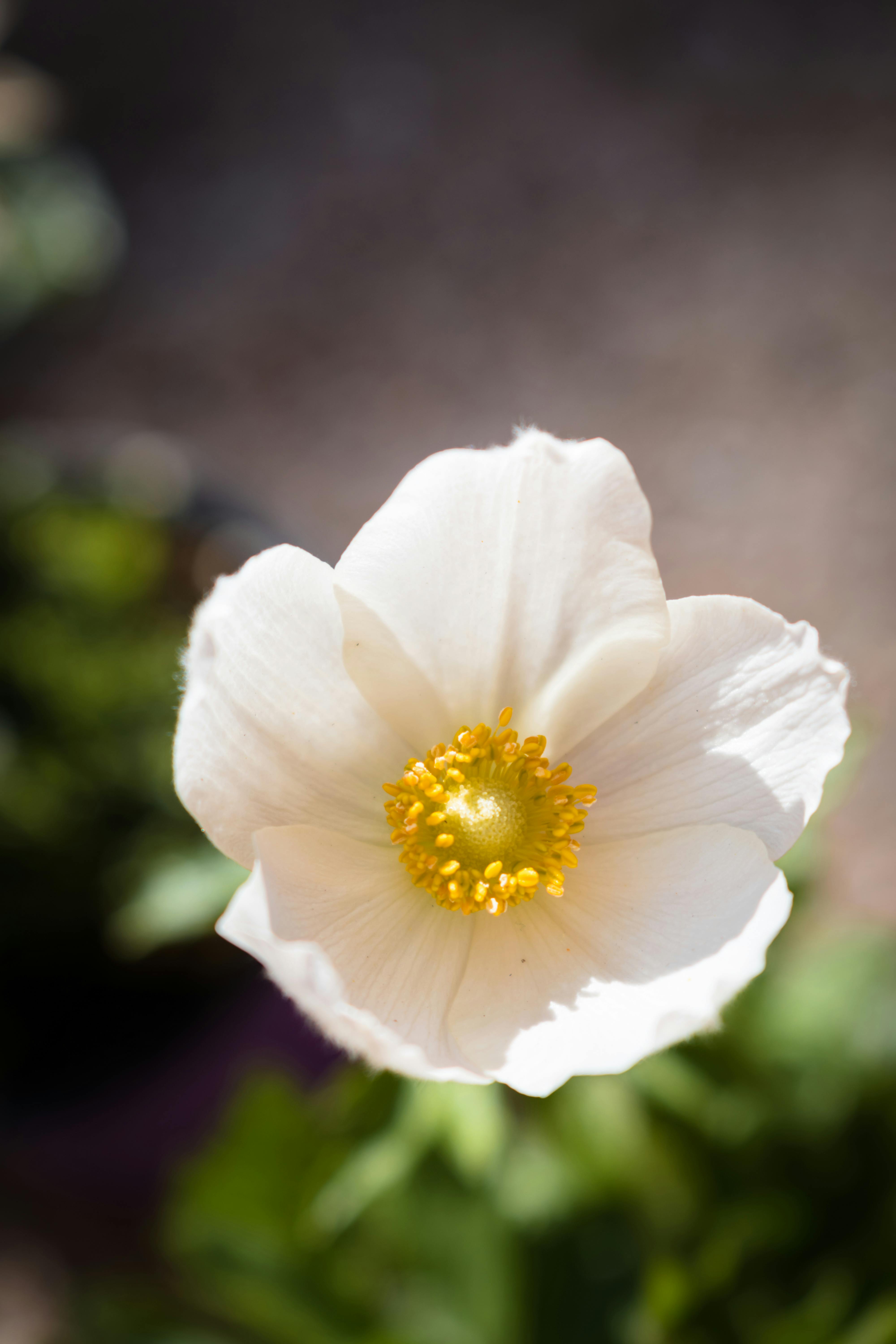 Beautiful Anemone Flowers Photos, Download The BEST Free Beautiful ...