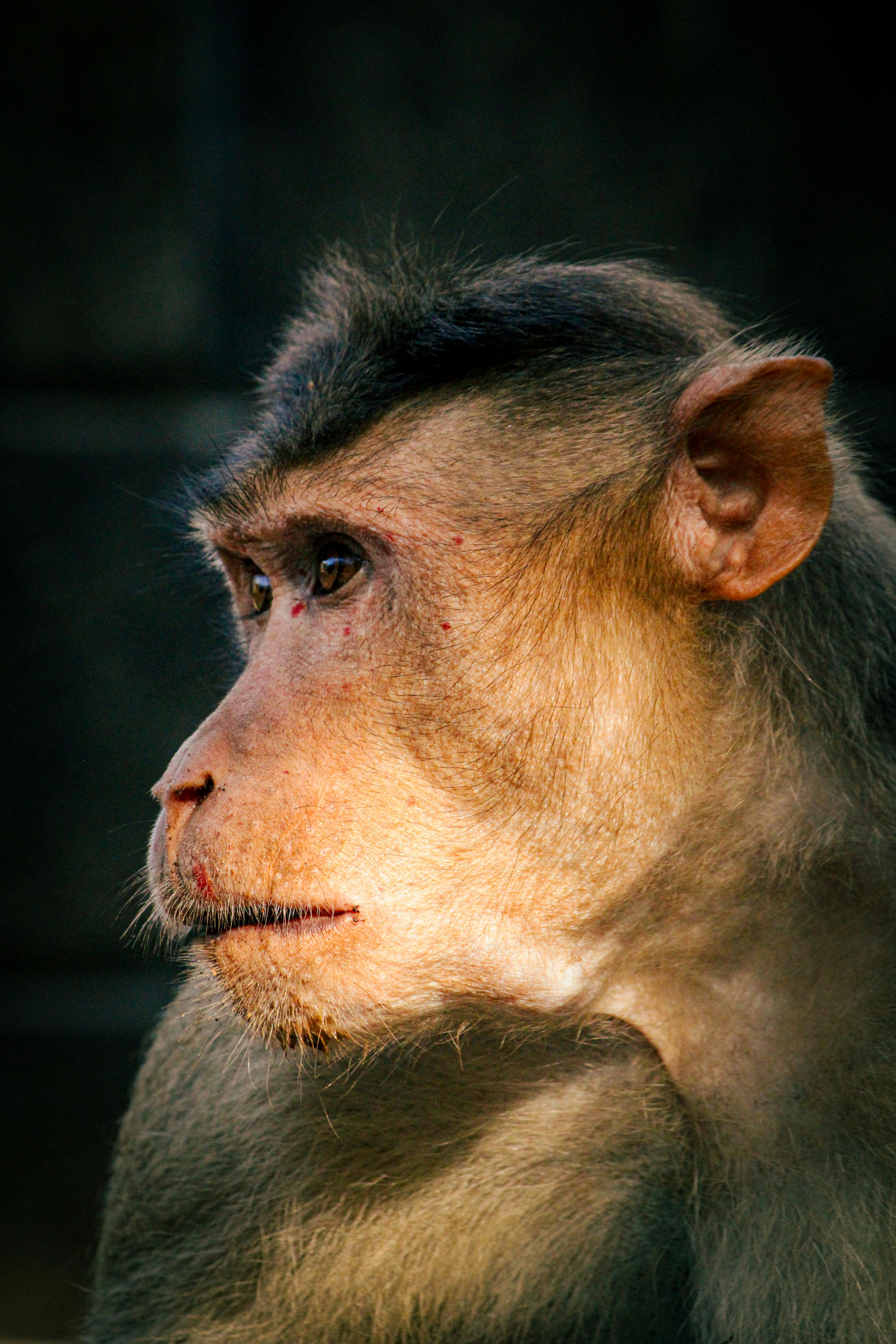 Portrait of Macaque · Free Stock Photo