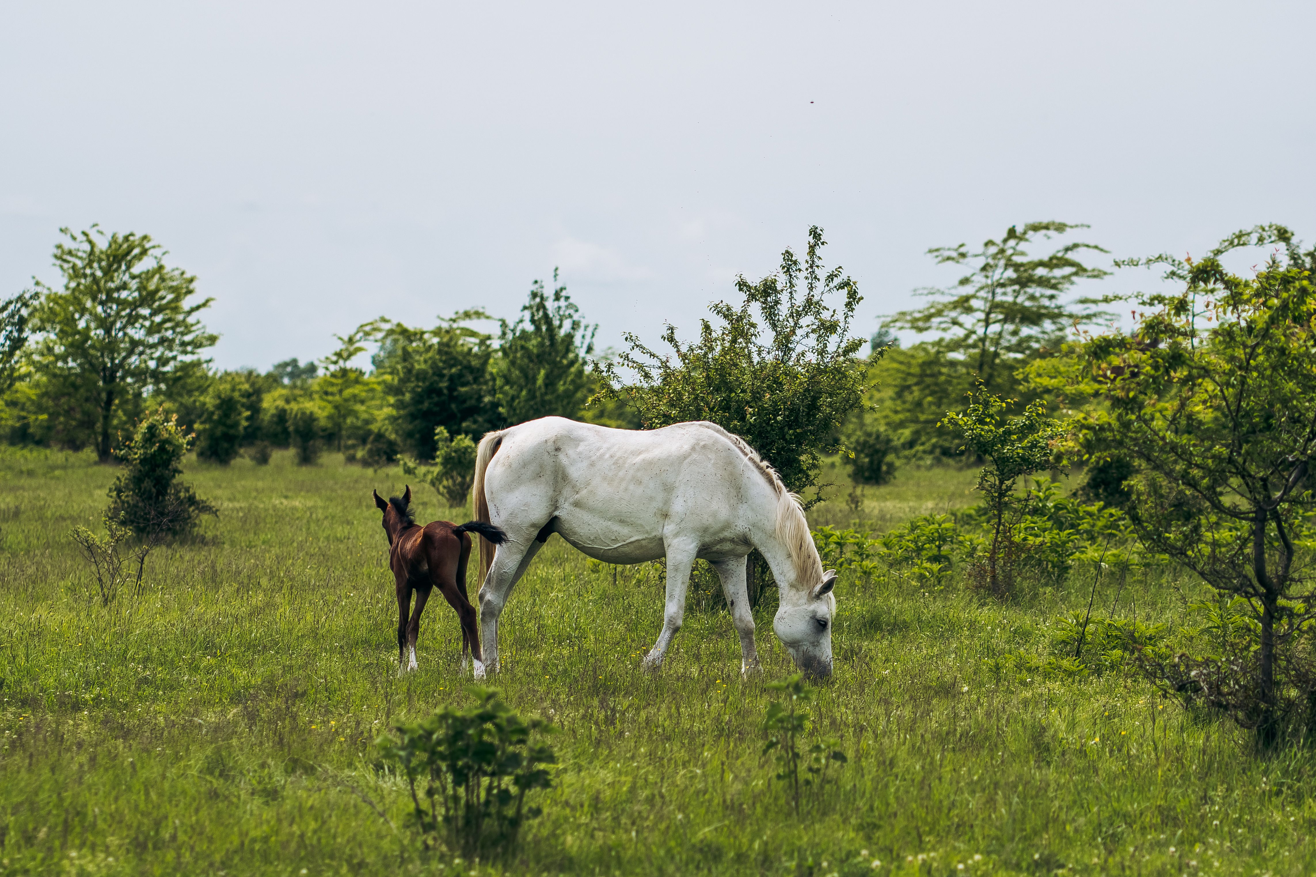 Foto de stock gratuita sobre al aire libre, animal, belleza, caballo ...