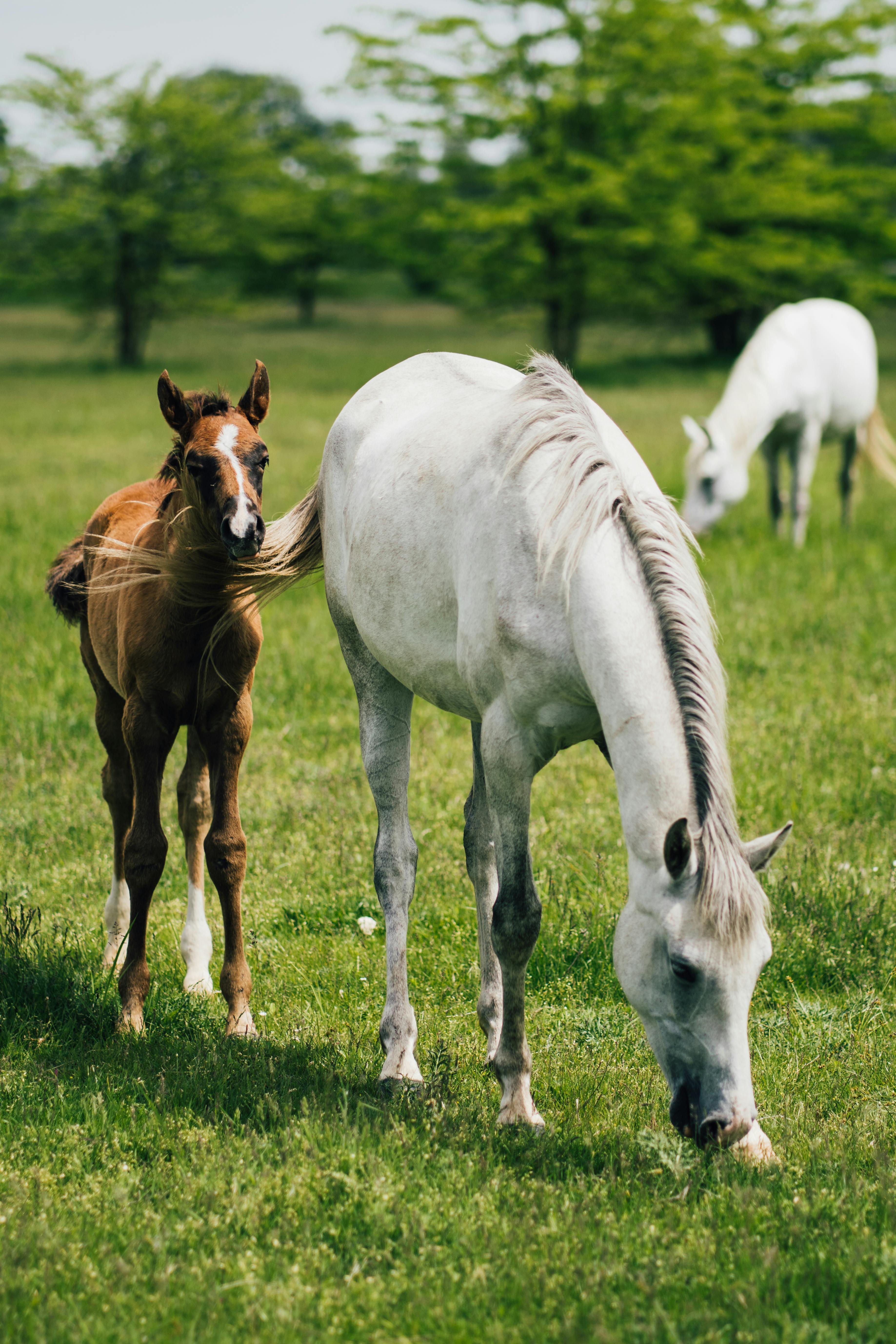 Horses on Pasture · Free Stock Photo