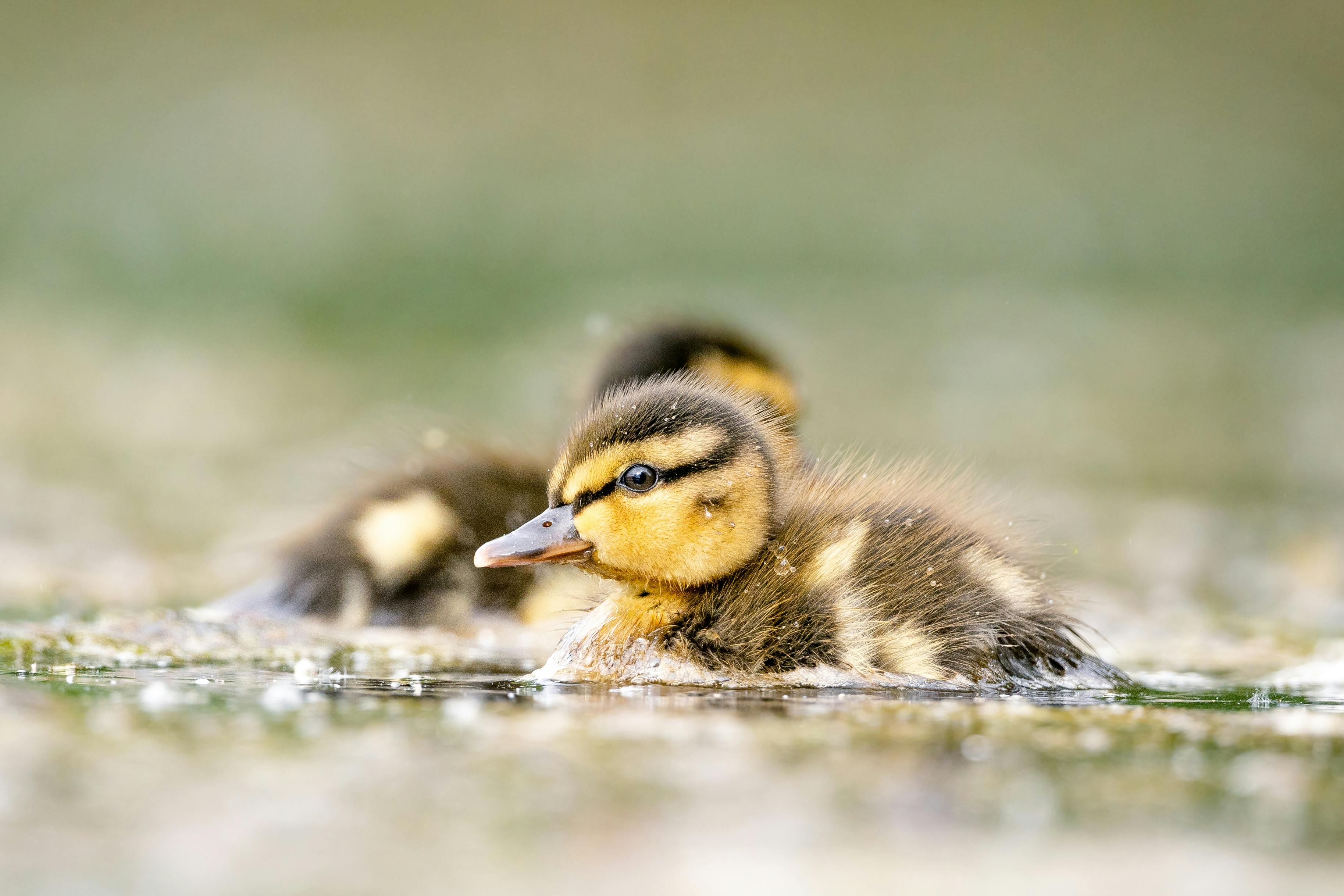 Duckling Standing above Water Surface · Free Stock Photo