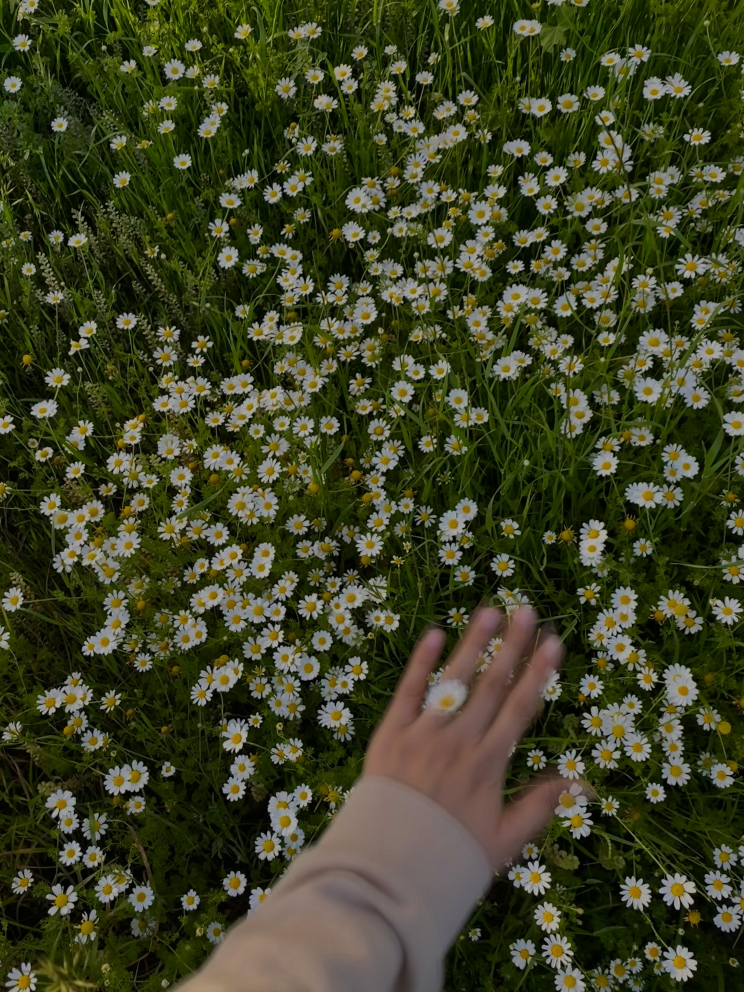 Zehra Topak - Photography