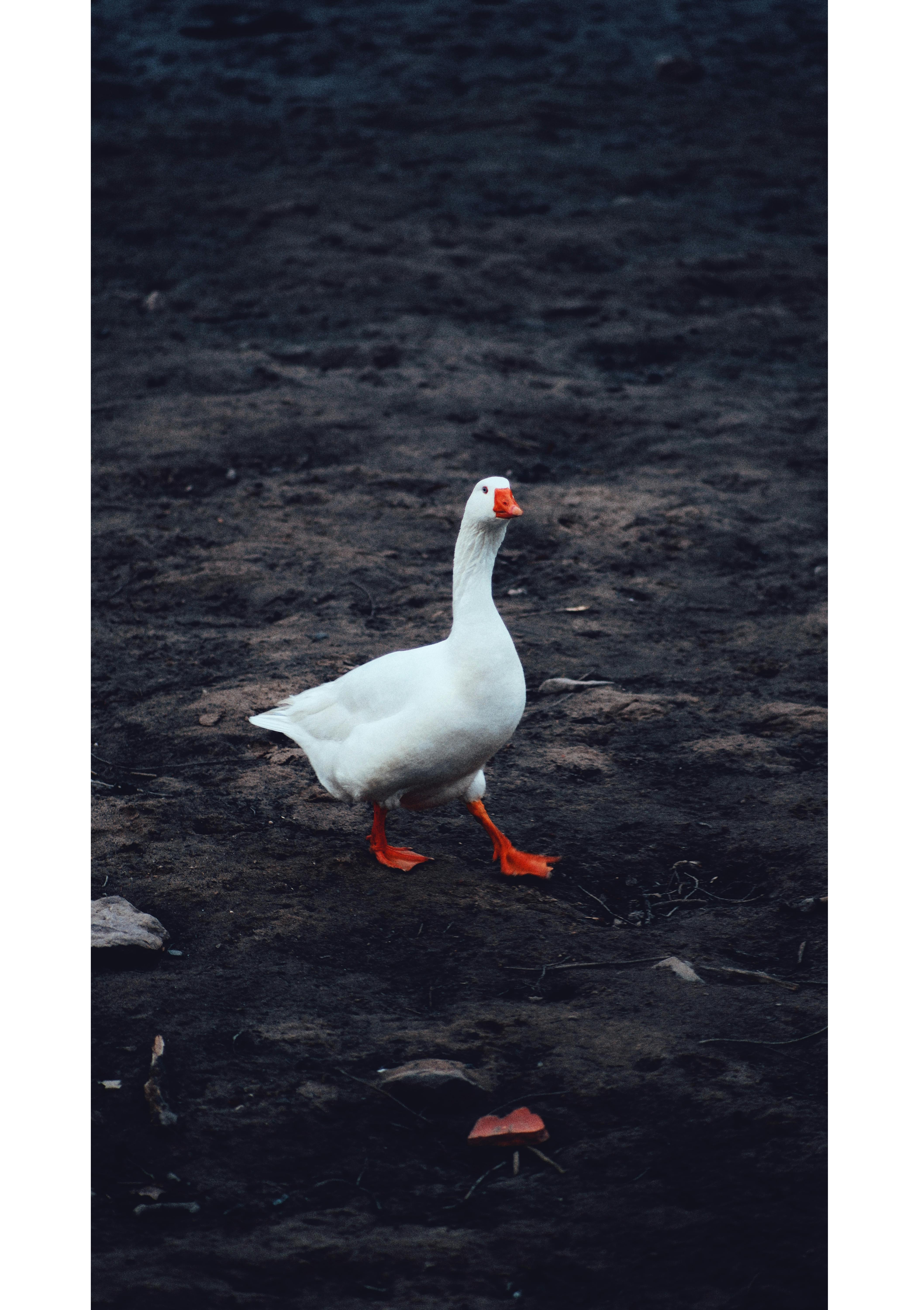 Close up of Goose · Free Stock Photo
