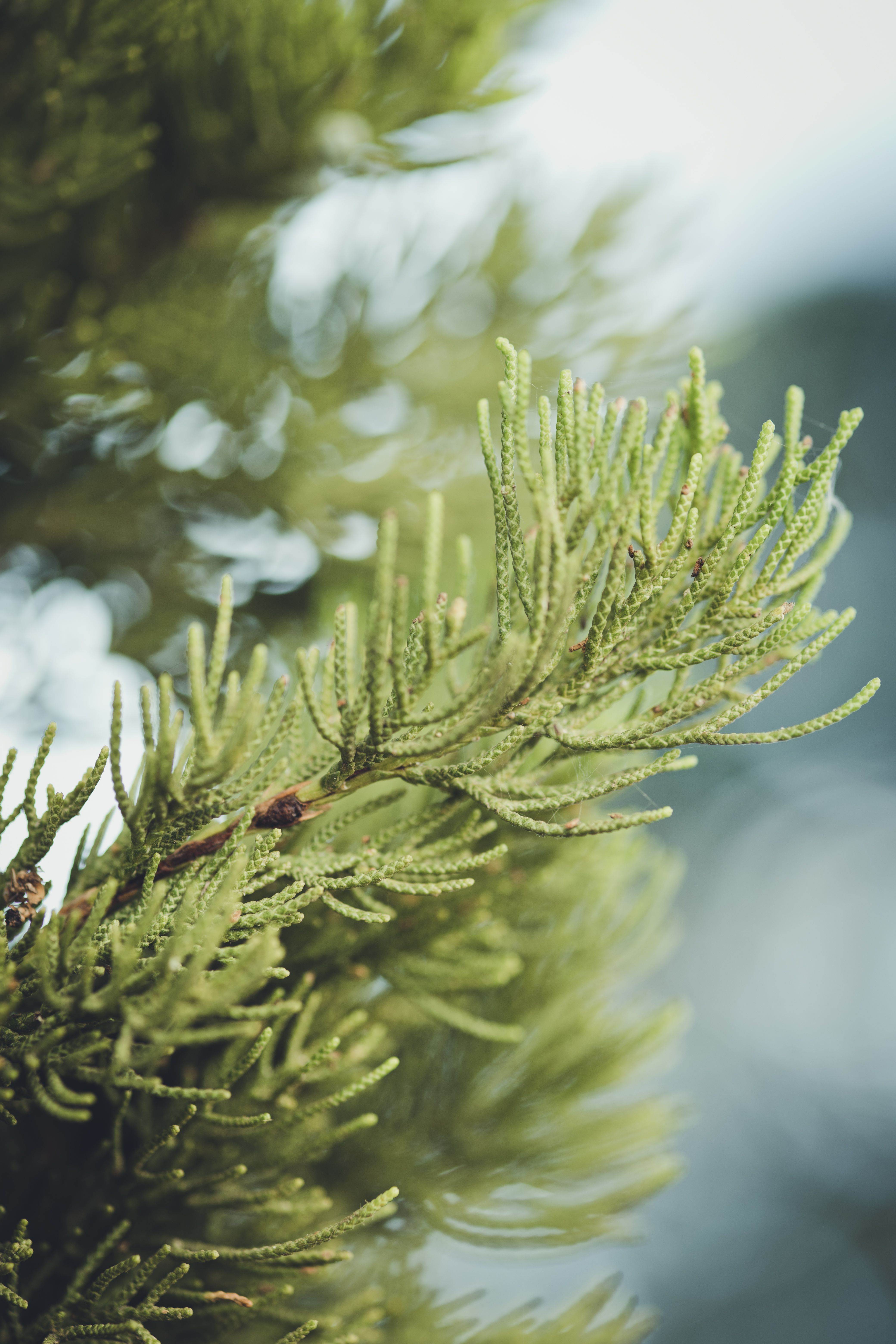 Branch of a Conifer Tree · Free Stock Photo