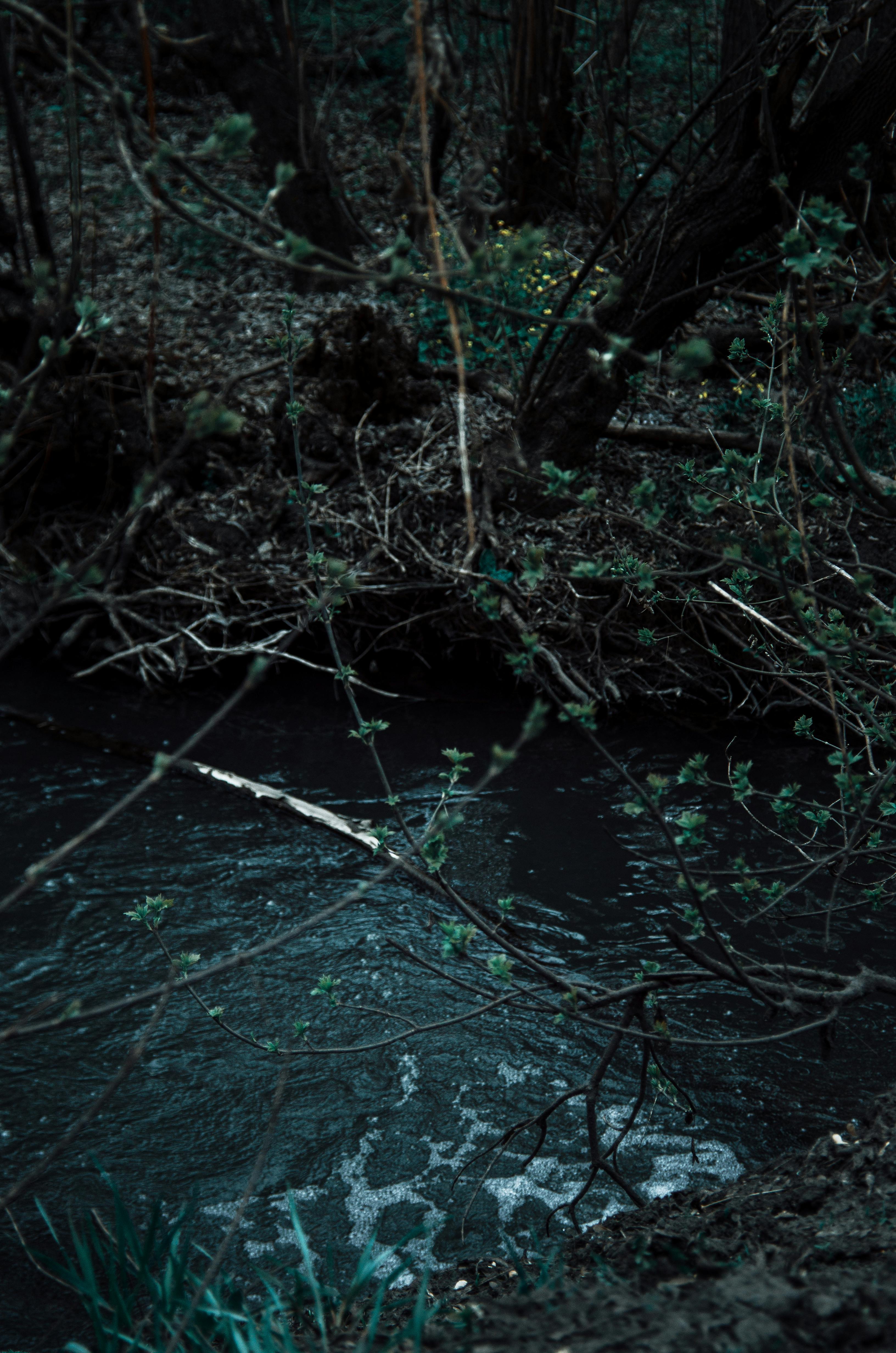 Branches over Stream · Free Stock Photo