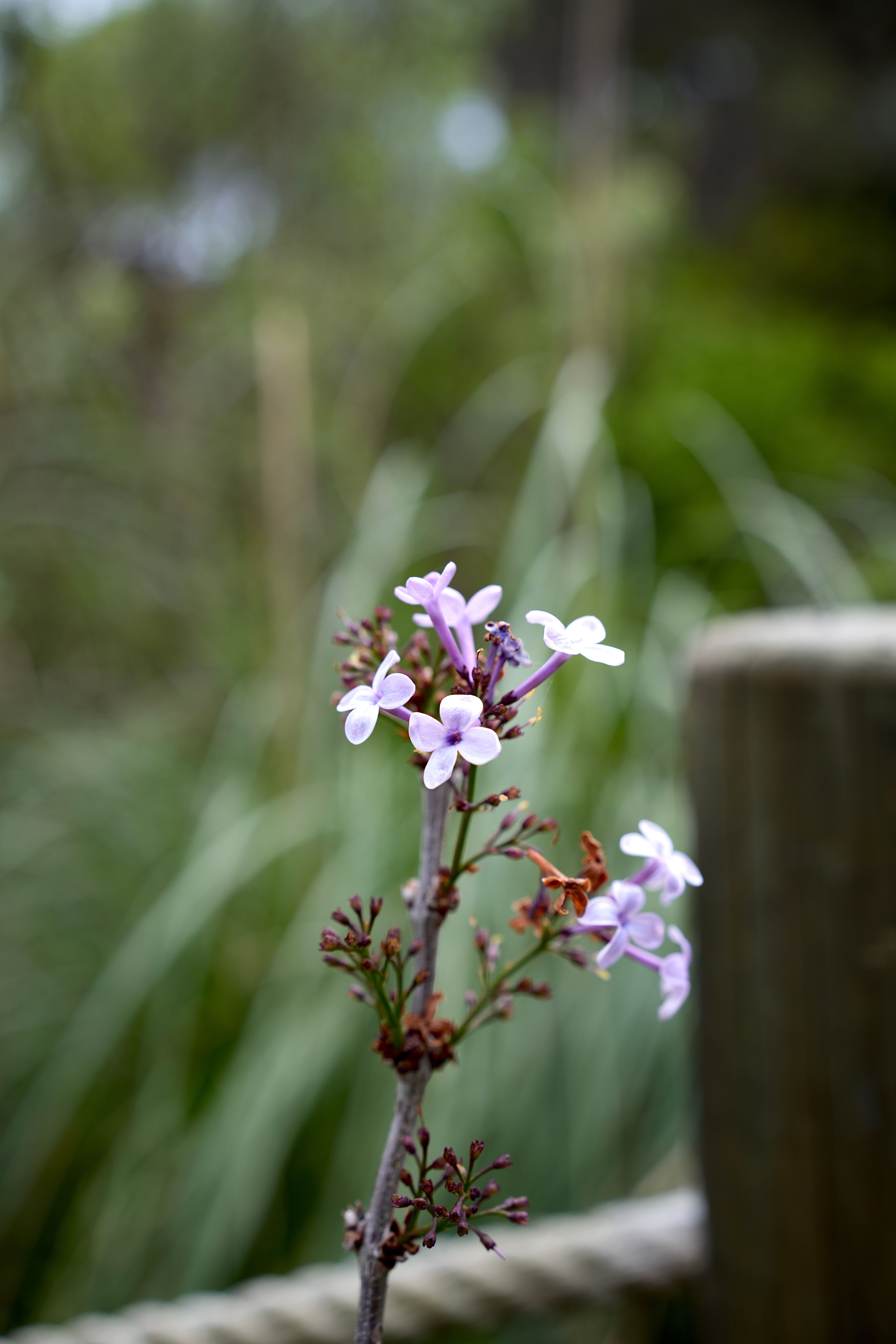 Close up of Branch and Flower · Free Stock Photo