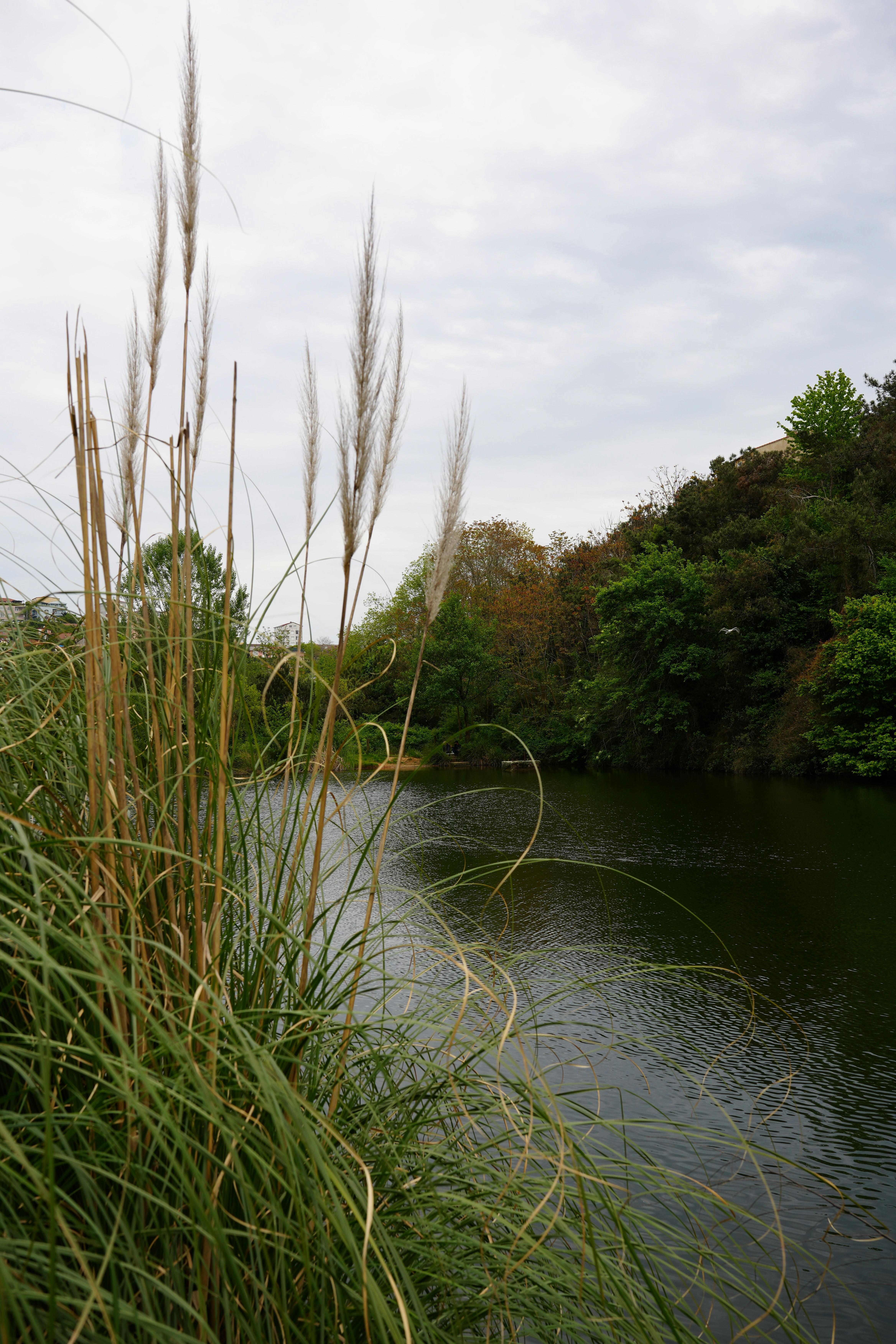 Tall Grass Growing on Riverbank · Free Stock Photo