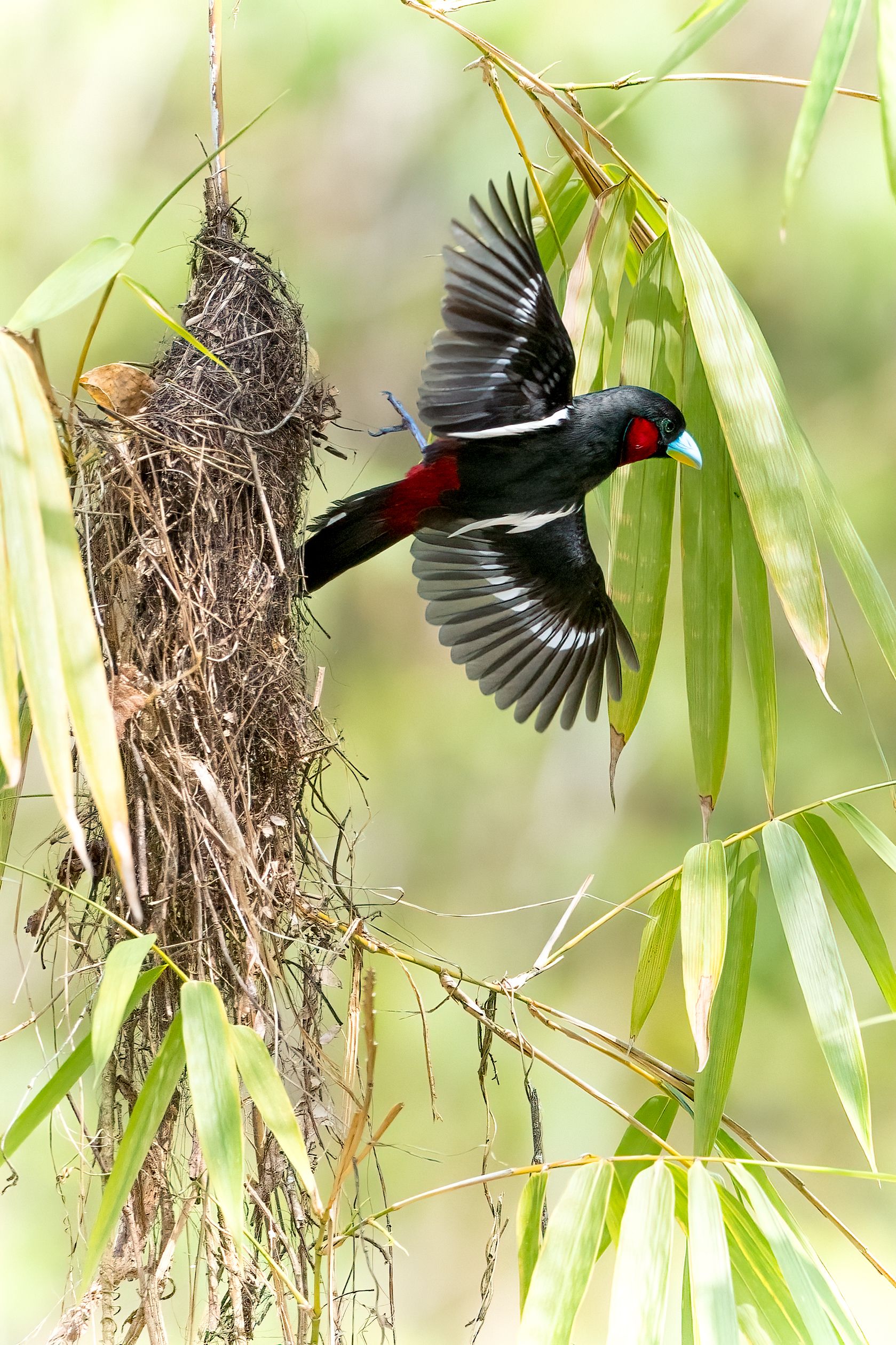 Small Bird Flying from Nest · Free Stock Photo