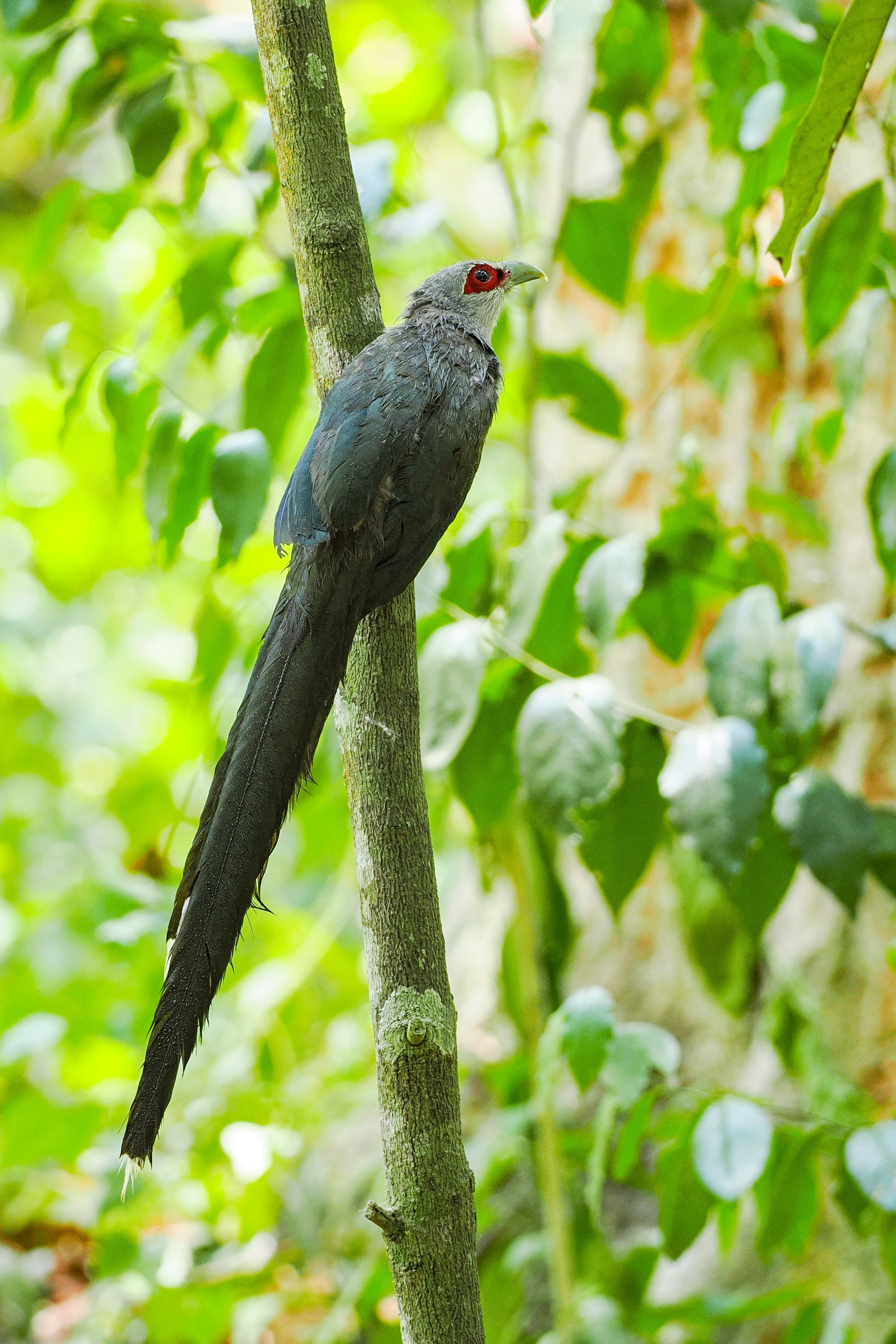 Close up of Green-billed Malkoha · Free Stock Photo