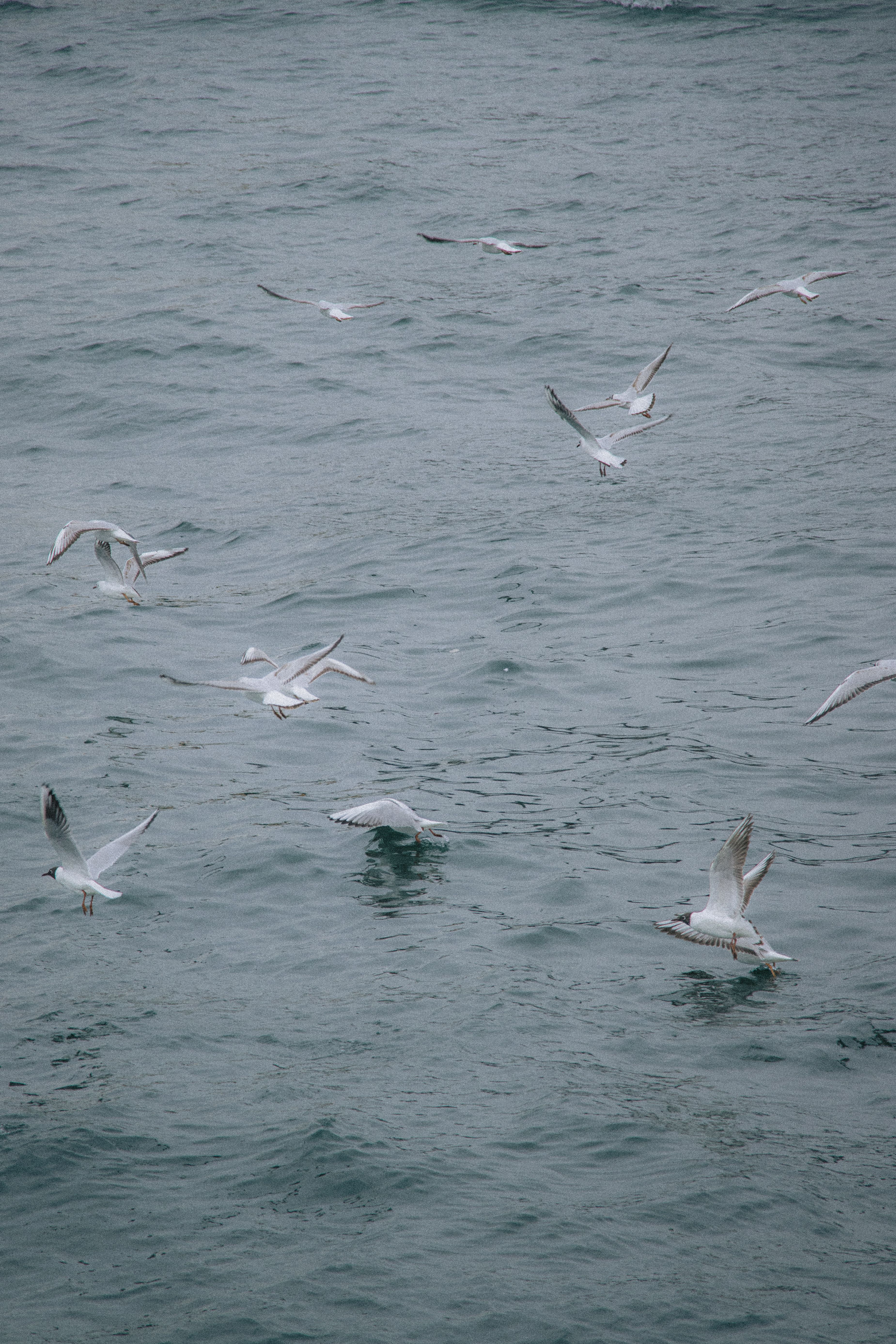 Seagulls over Water · Free Stock Photo