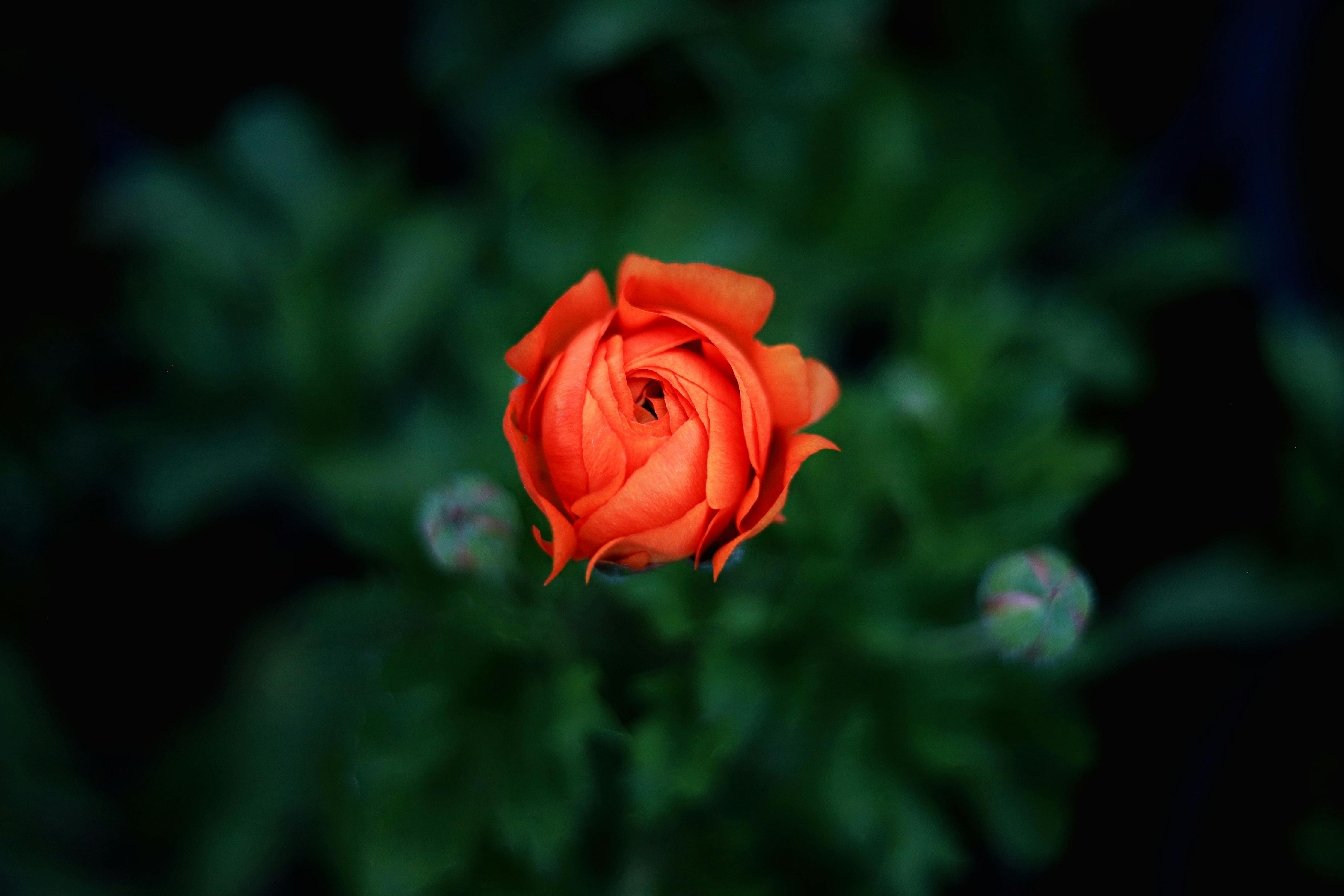 Orange Flowar · Free Stock Photo